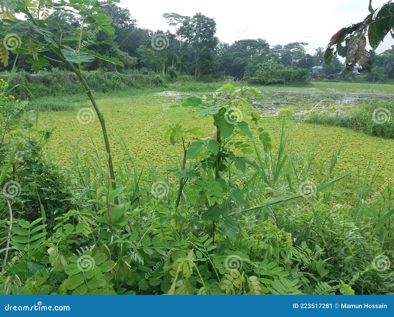 Frees tree after tree stock image. Image of agriculture - 223517281