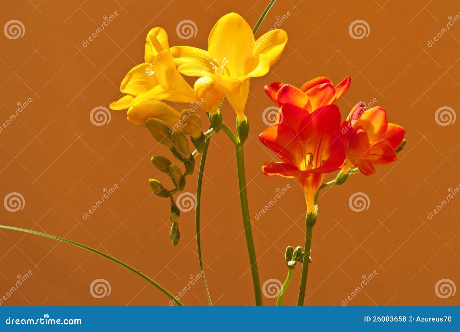 Freesia stock photo. Image of bouquet, freesien, plants - 26003658