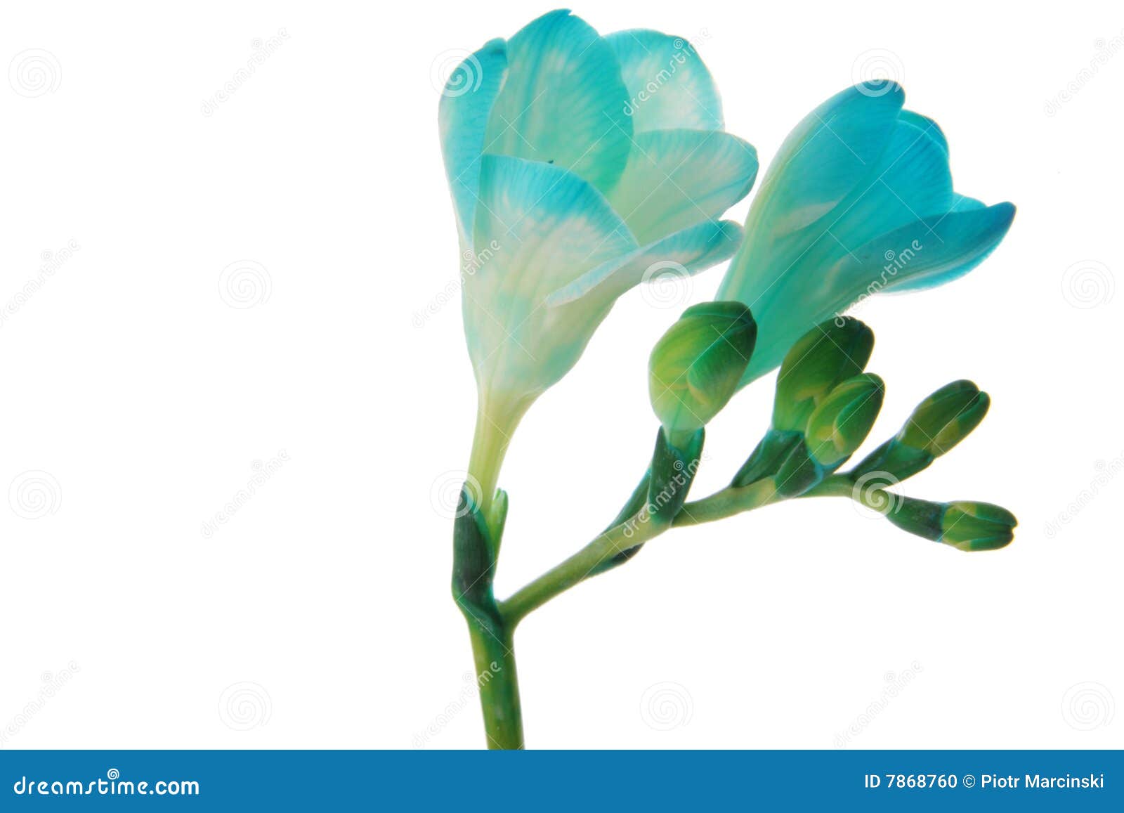 Freesia stock photo. Image of love, botanical, macro, blue - 7868760