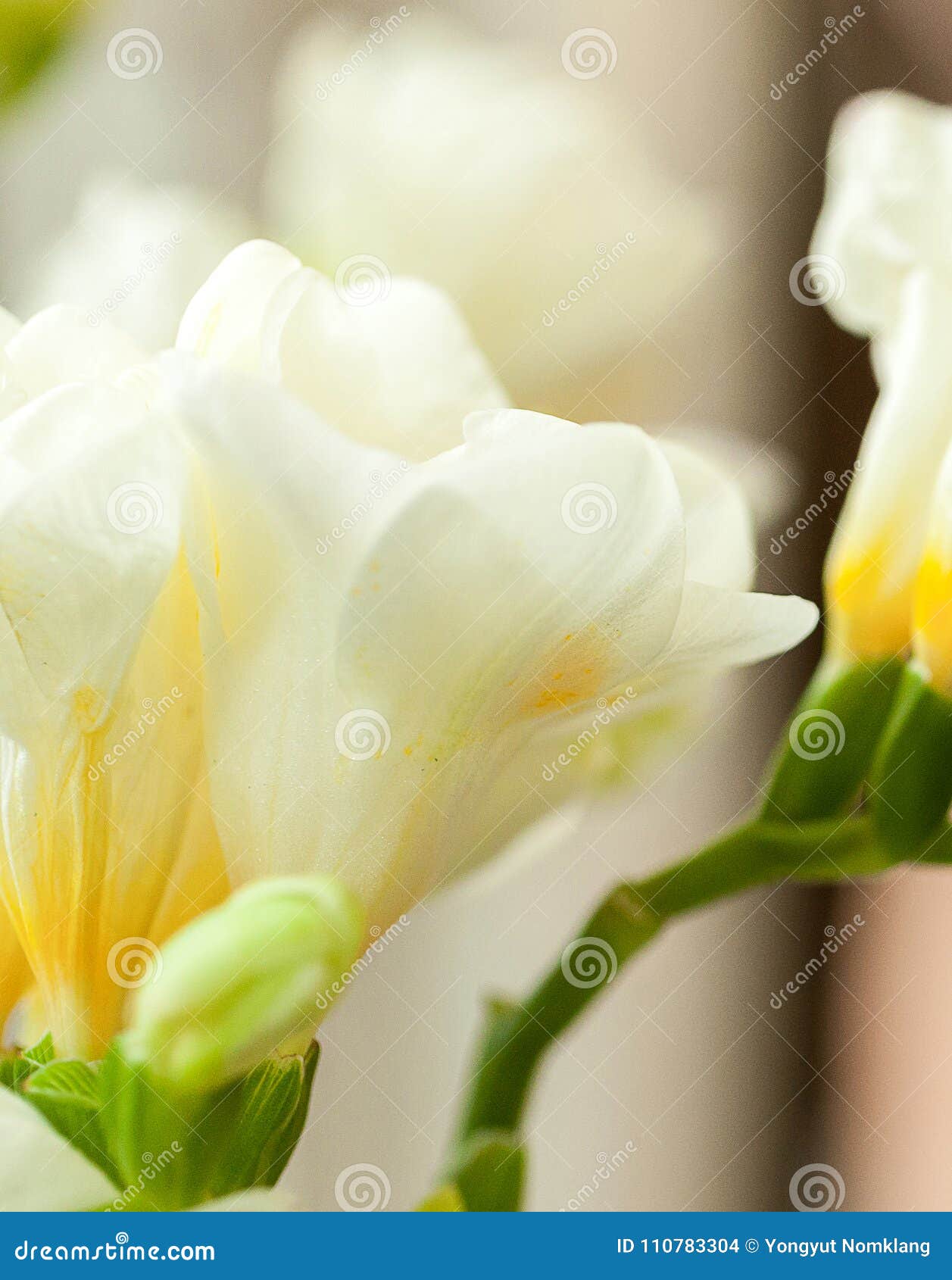 Freesia Double White stock photo. Image of blurred, buds - 110783304