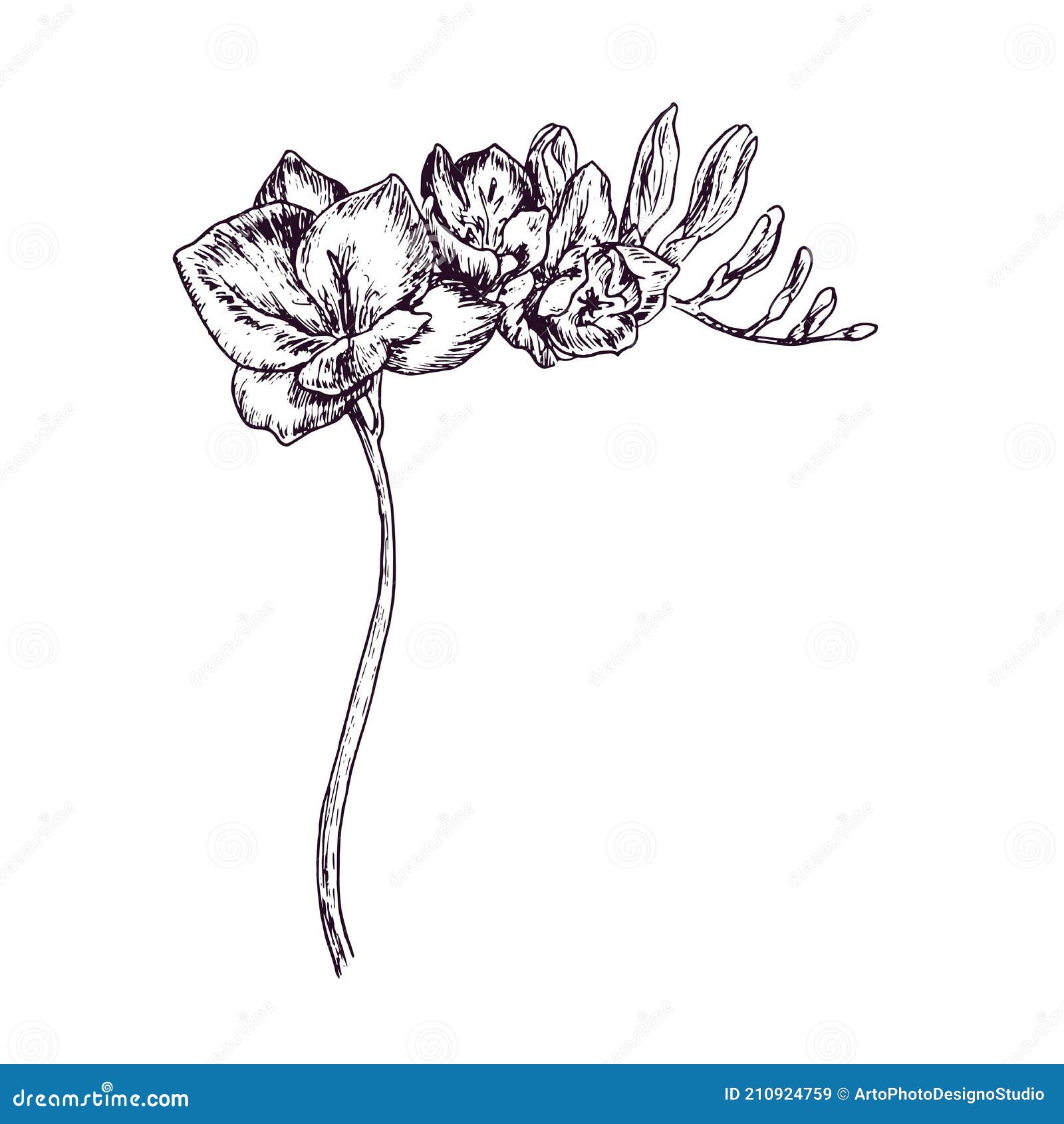Freesia Flower, Doodle Black Ink Drawing, Woodcut Style Stock Vector ...