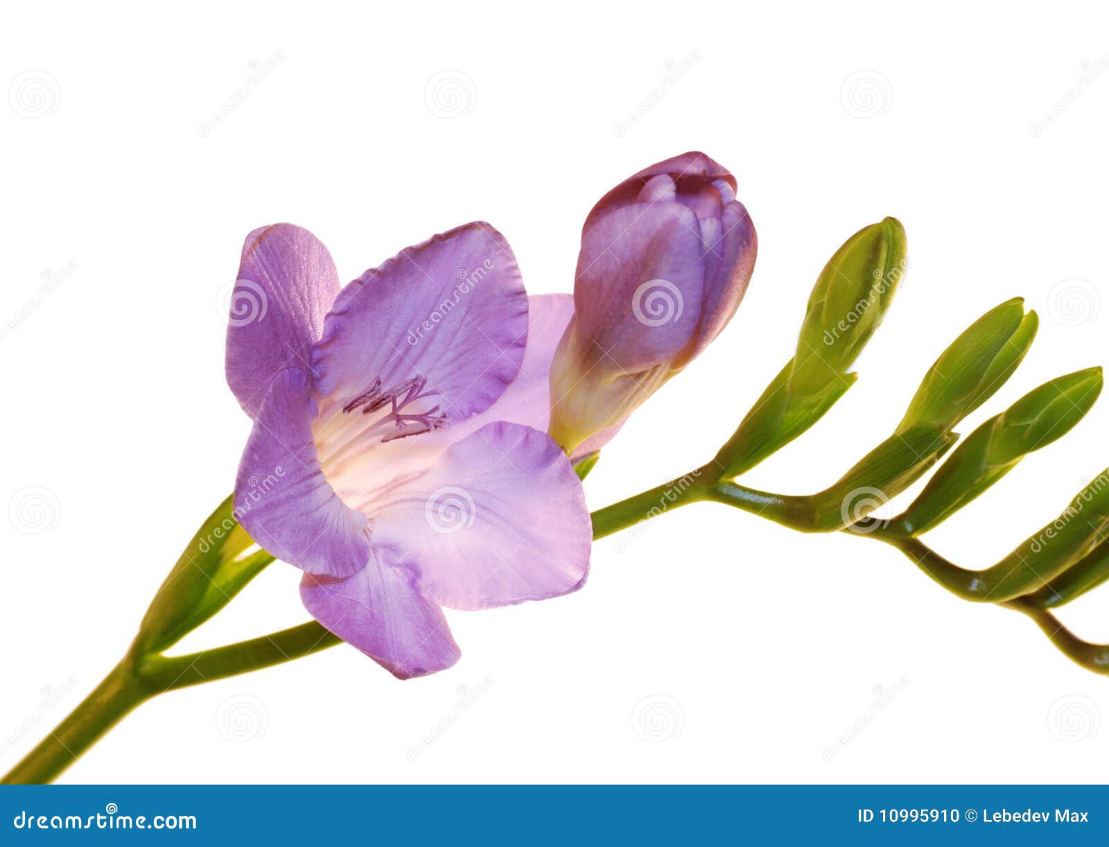 Freesia Flower Isolated on White Stock Photo - Image of flower, freesia ...