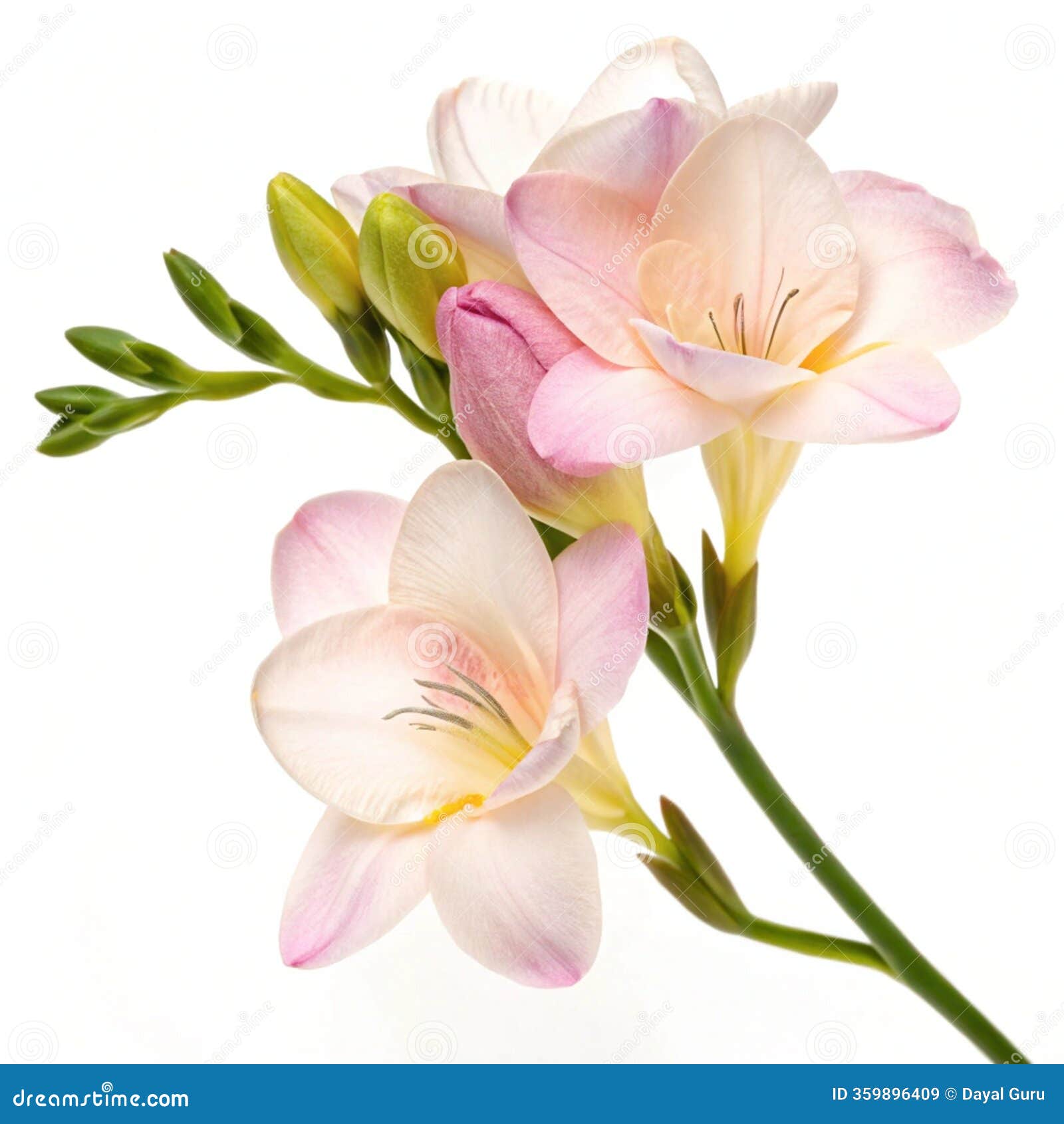 Freesia Flower on Transparent Background Stock Illustration ...