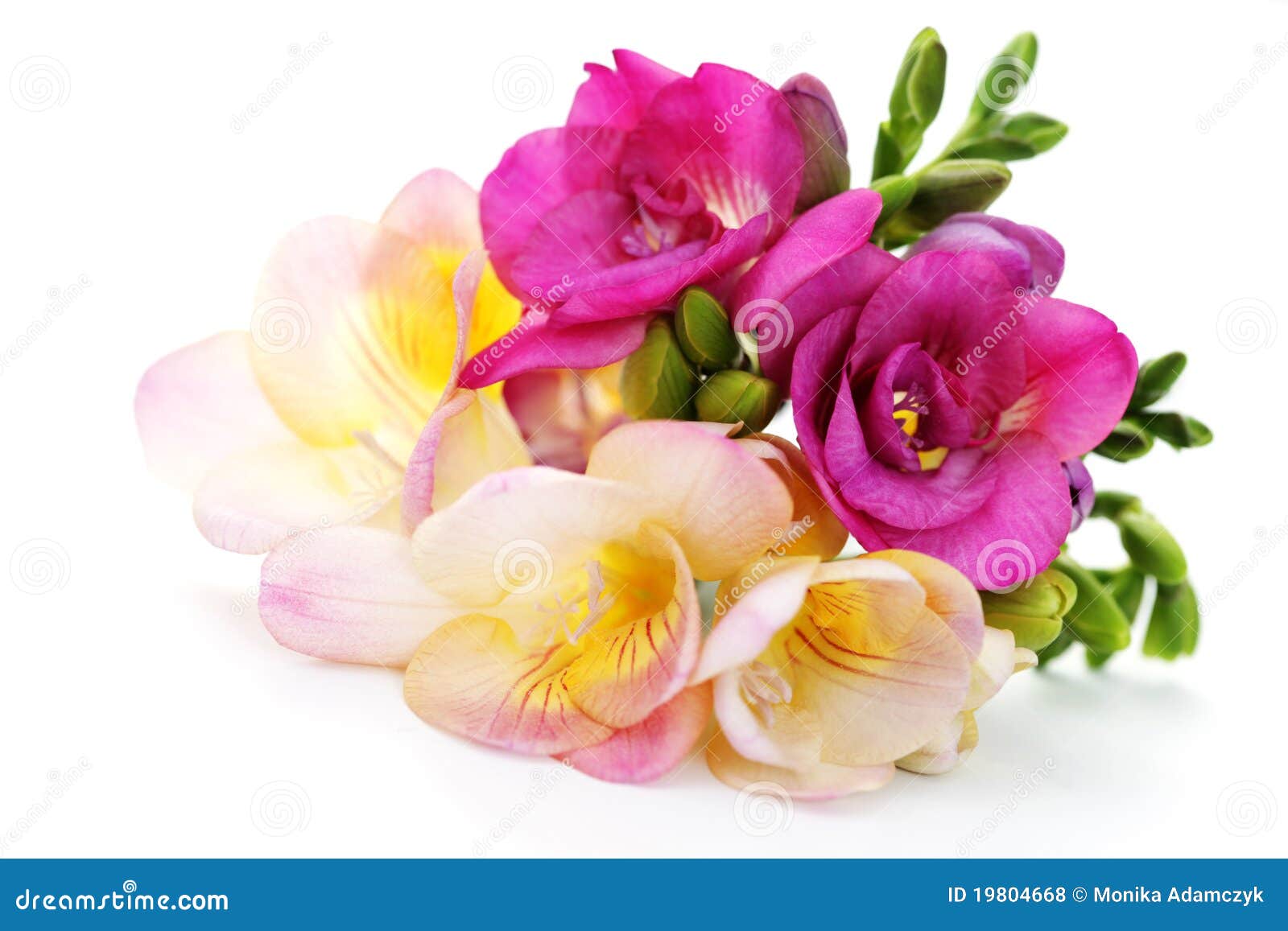 Freesia Flowers Royalty Free Stock Photos - Image: 19804668