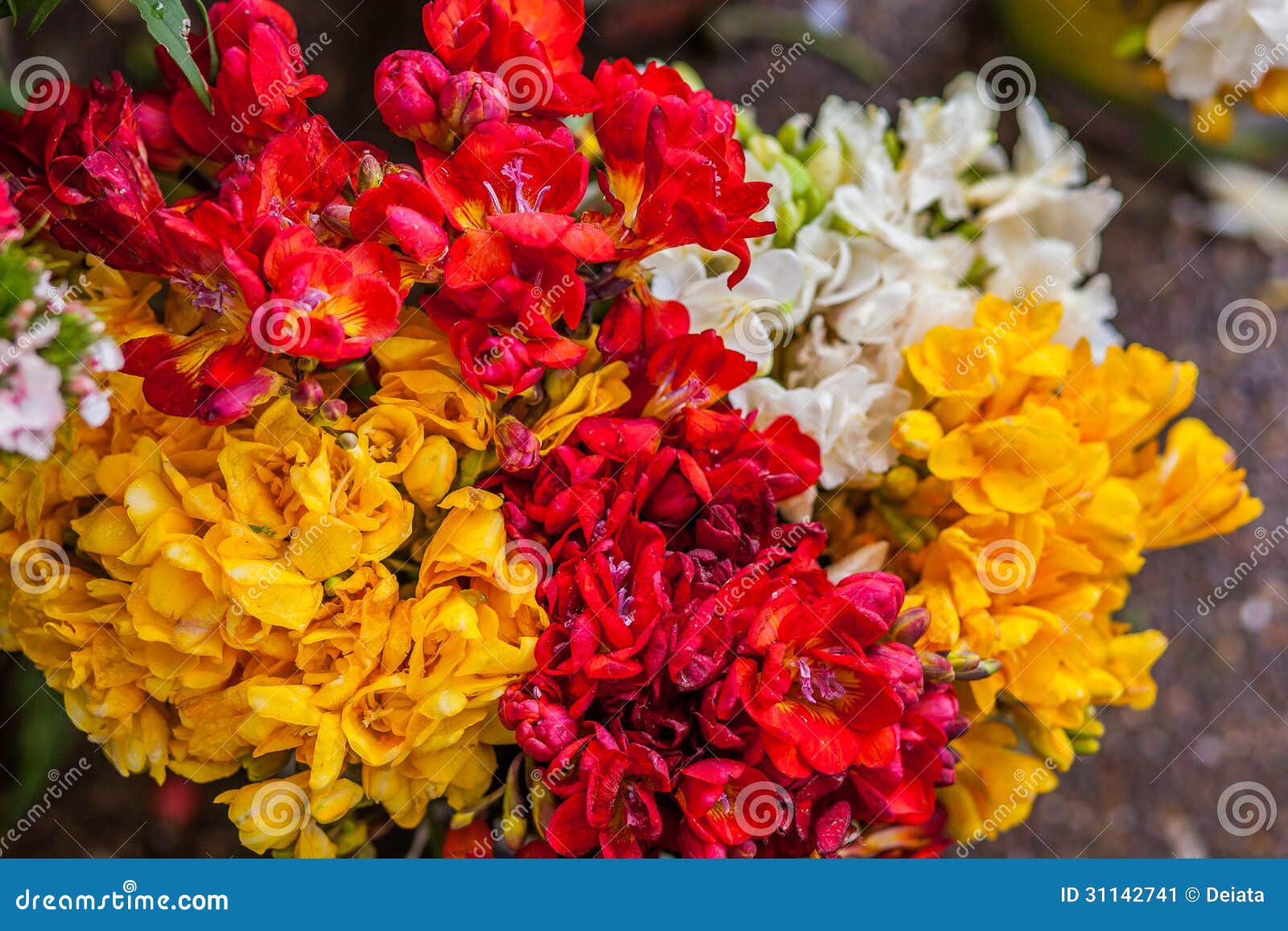 Freesia flowers stock image. Image of nature, leaves - 31142741