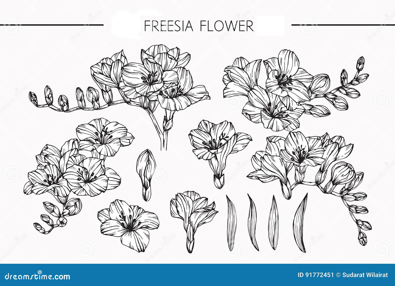 Freesia Silhouette Vector Illustration. Bouquet Of Freesias ...