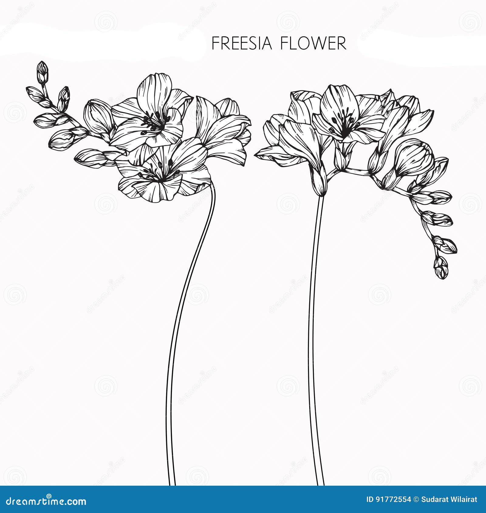 Freesia Silhouette Vector Illustration. Bouquet Of Freesias ...