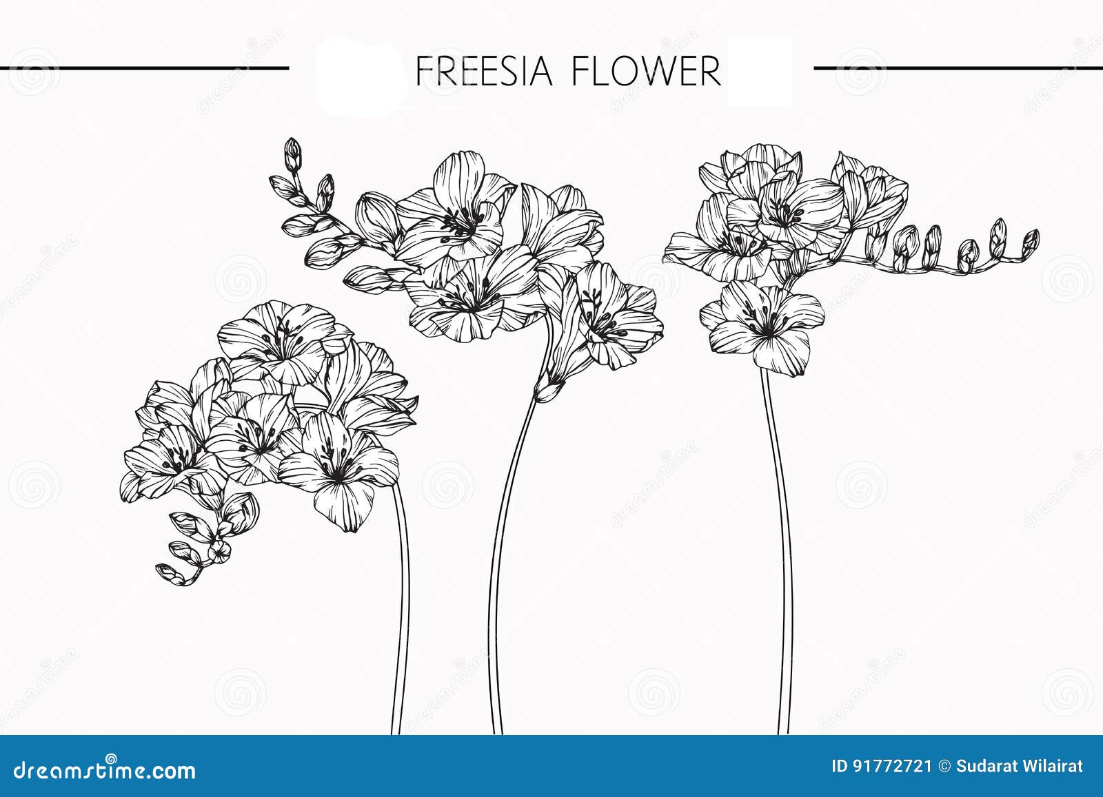 Freesia Flowers Drawing and Sketch with Line-art Stock Illustration ...