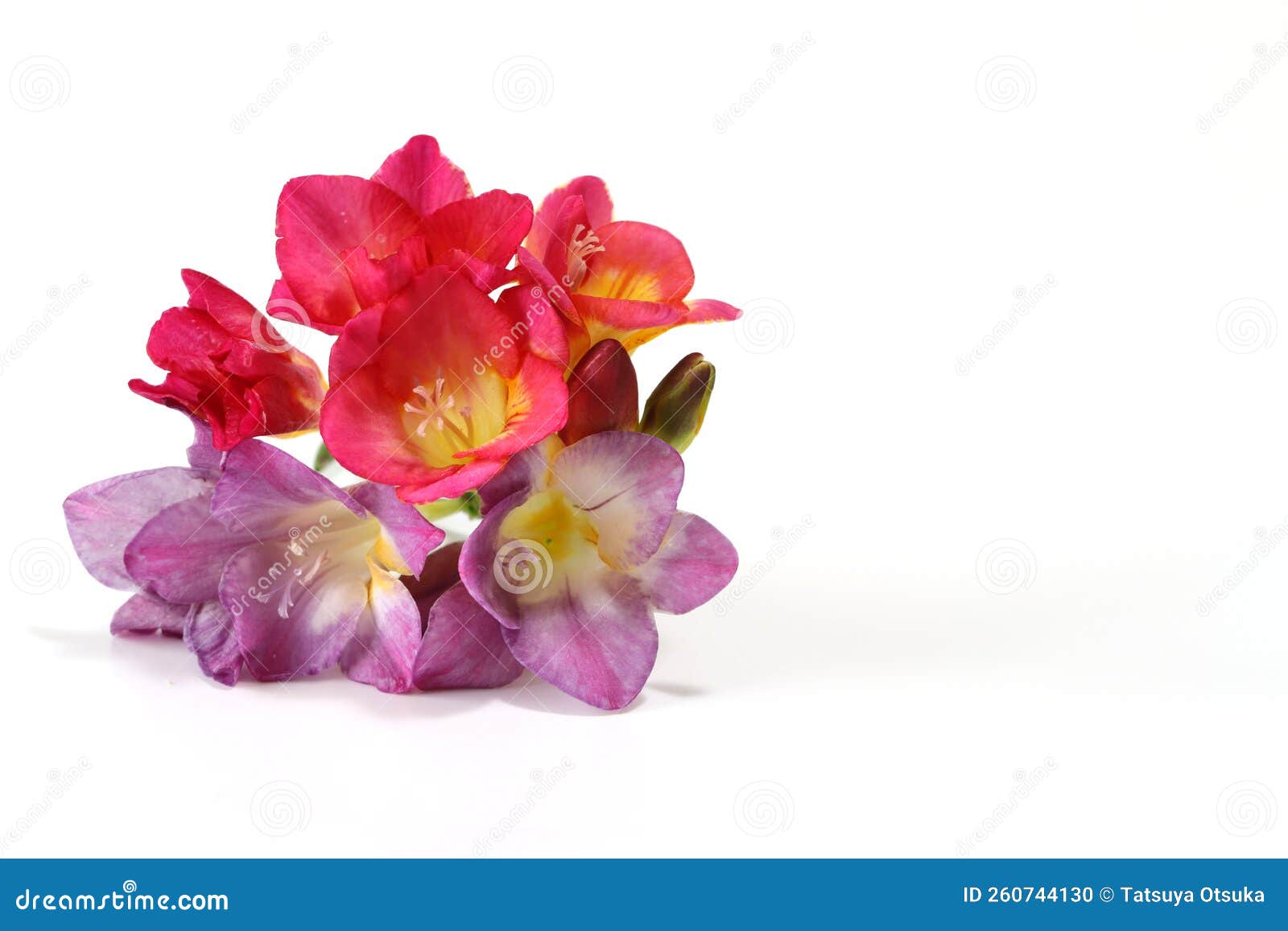 Freesia Isolated on a White Background. Stock Photo - Image of purple ...