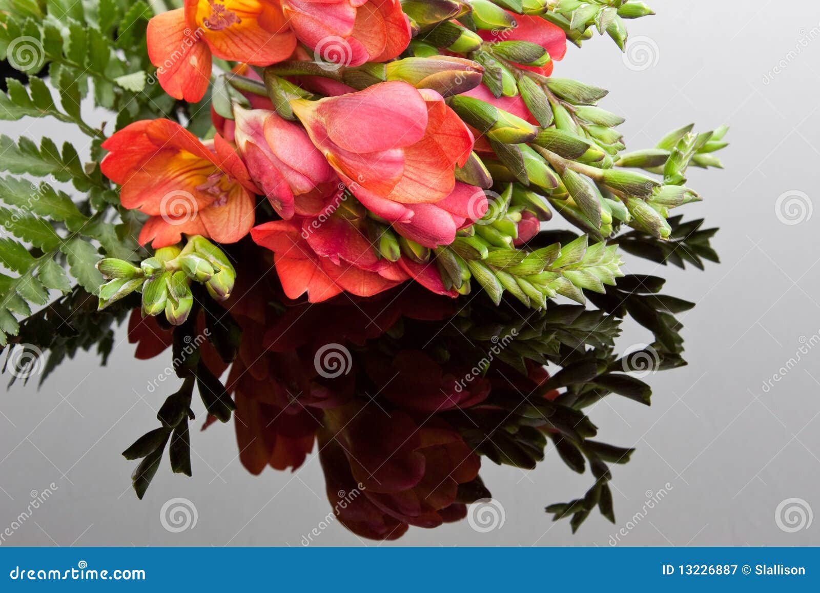 Freesia Reflection stock image. Image of stalk, leaves - 13226887
