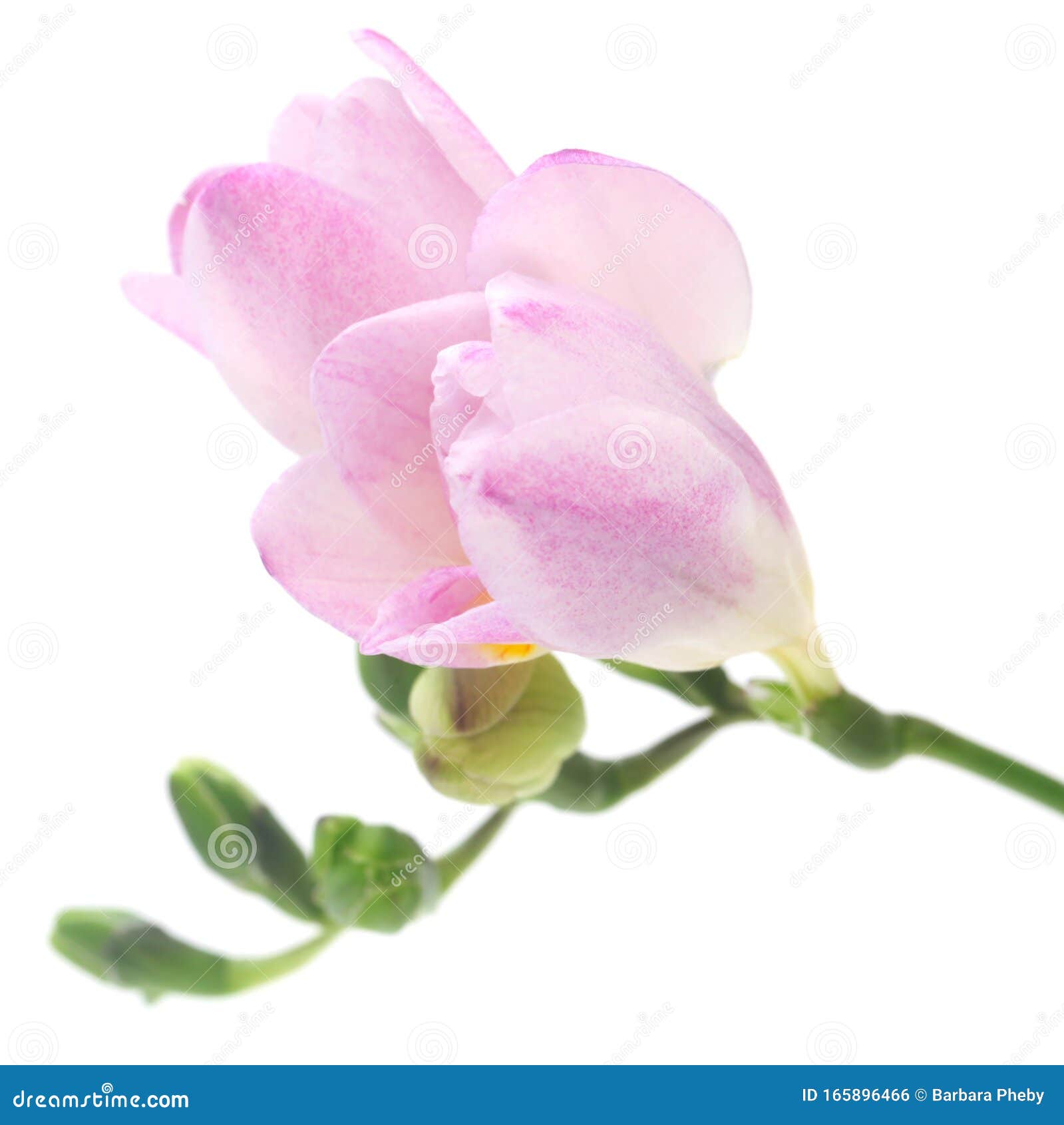 Freesia foto de archivo. Imagen de fresia, fondo, blanco - 165896466