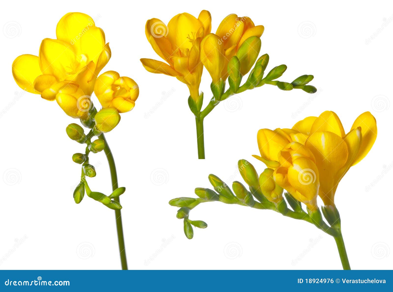 Royalty Free Images, Cartoons, Illustrations And Photos Designed By ...