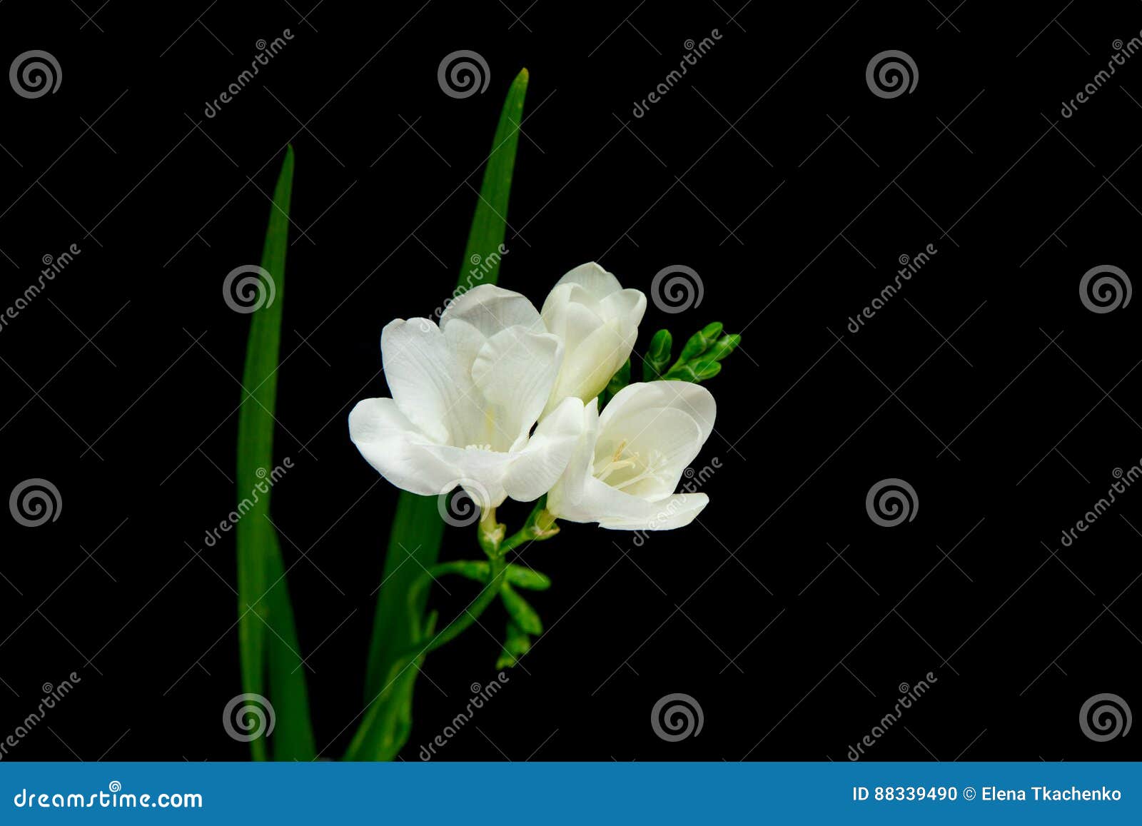 Freesia Simple De Blanc De Fleur Photo stock - Image du centrale ...