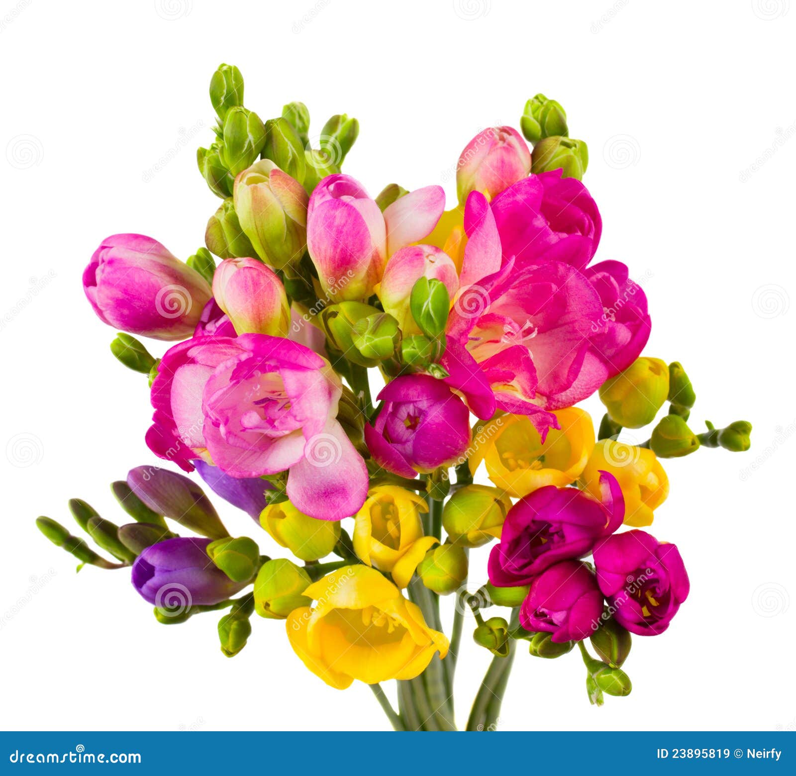 Freesias bouquet stock image. Image of garden, background - 23895819