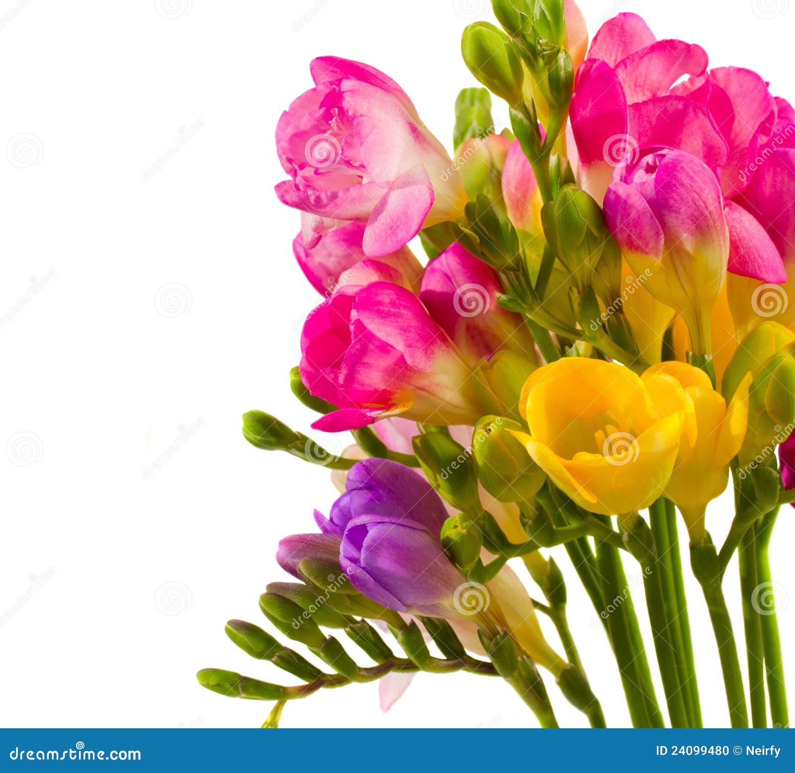 Freesias bouquet stock photo. Image of lilac, multicoloured - 24099480