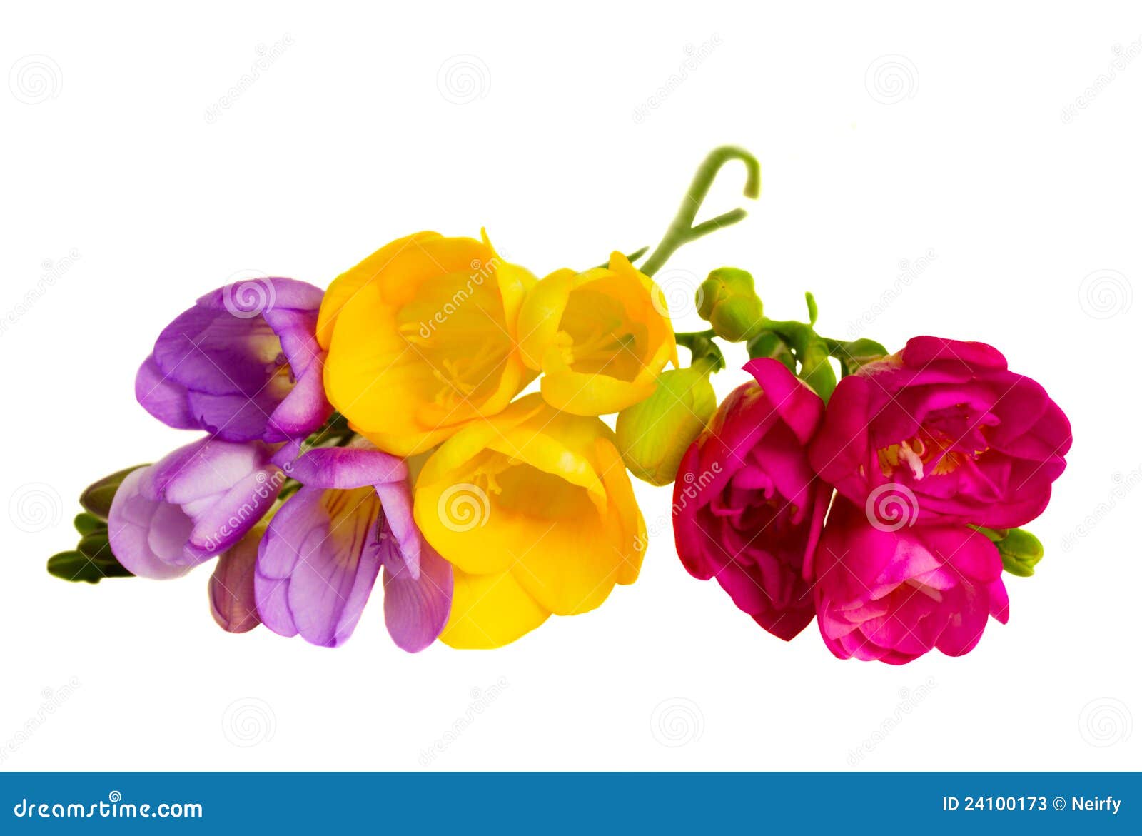 Freesias bouquet stock image. Image of celebrate, fresh - 24100173