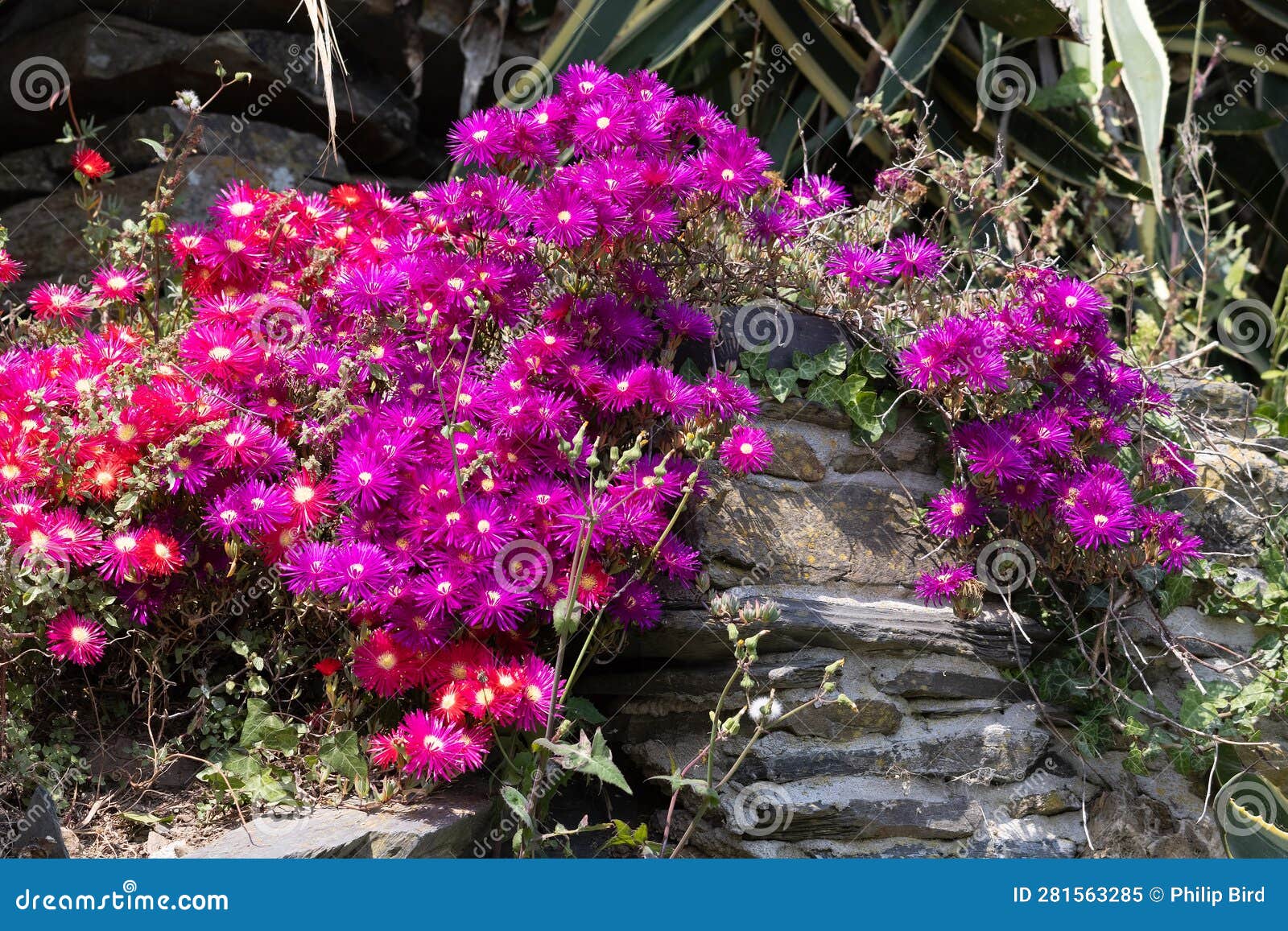 Freeway Iceplant, Carpobrotus Edulis, Flowering in Padstow Cornwall ...