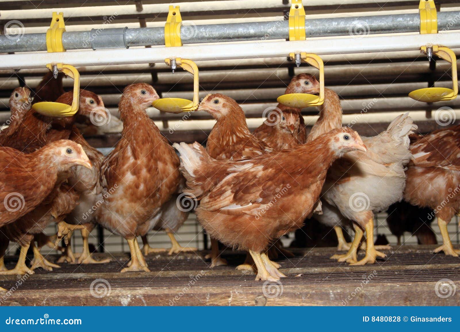 Freewheel Brown Laying Hens Late in the Stable Stock Photo - Image of ...