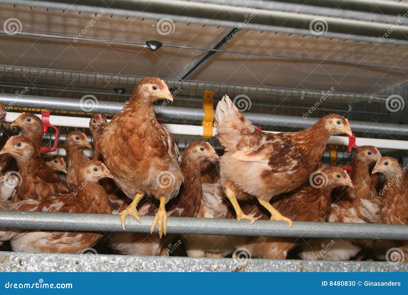Freewheel Brown Laying Hens Late in the Stable Stock Photo - Image of ...
