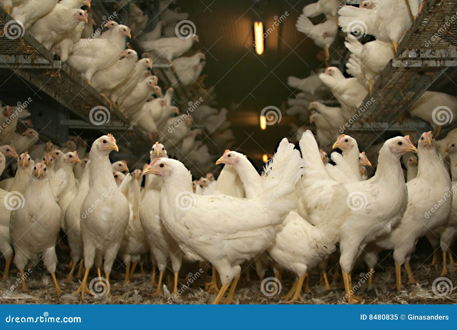 Freewheel Brown Laying Hens Late in the Stable Stock Image - Image of ...