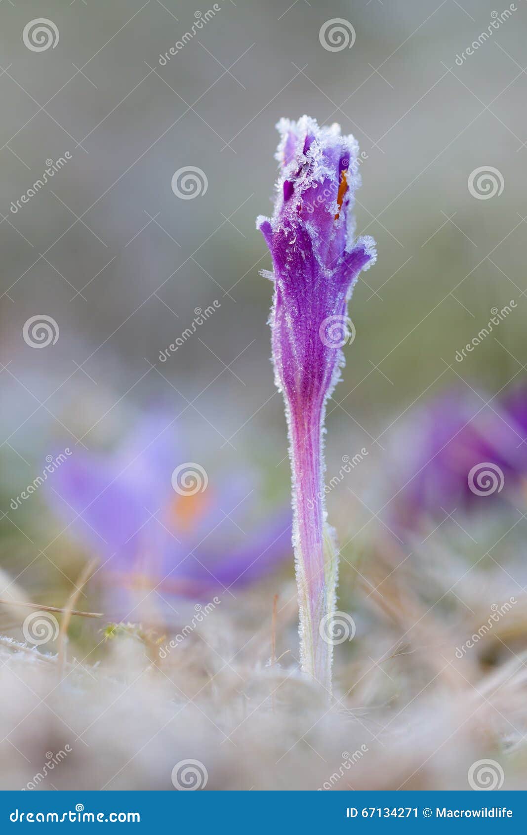 Freeze Crocus Flower in Spring Stock Image - Image of meadow, plant ...