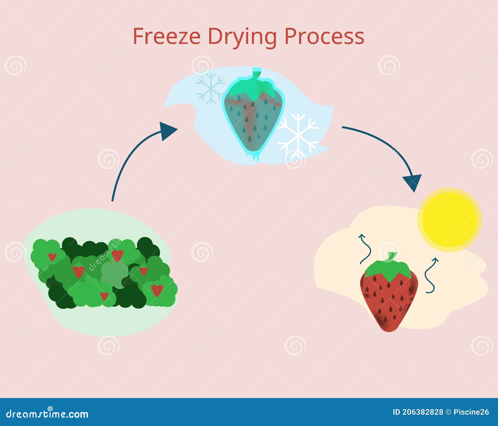Freeze Drying Process To Freeze and Dried Fruit before Selling Vector ...