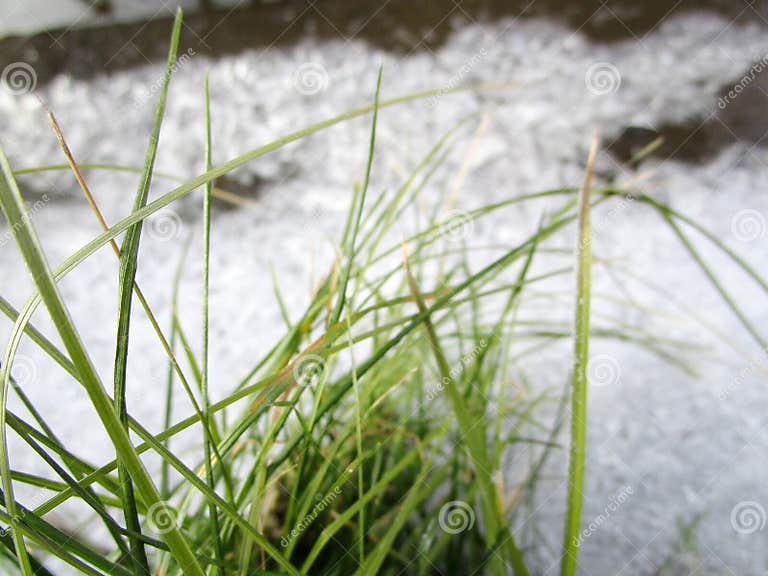 Freeze grass stock image. Image of lawn, closeup, freezing - 83426083