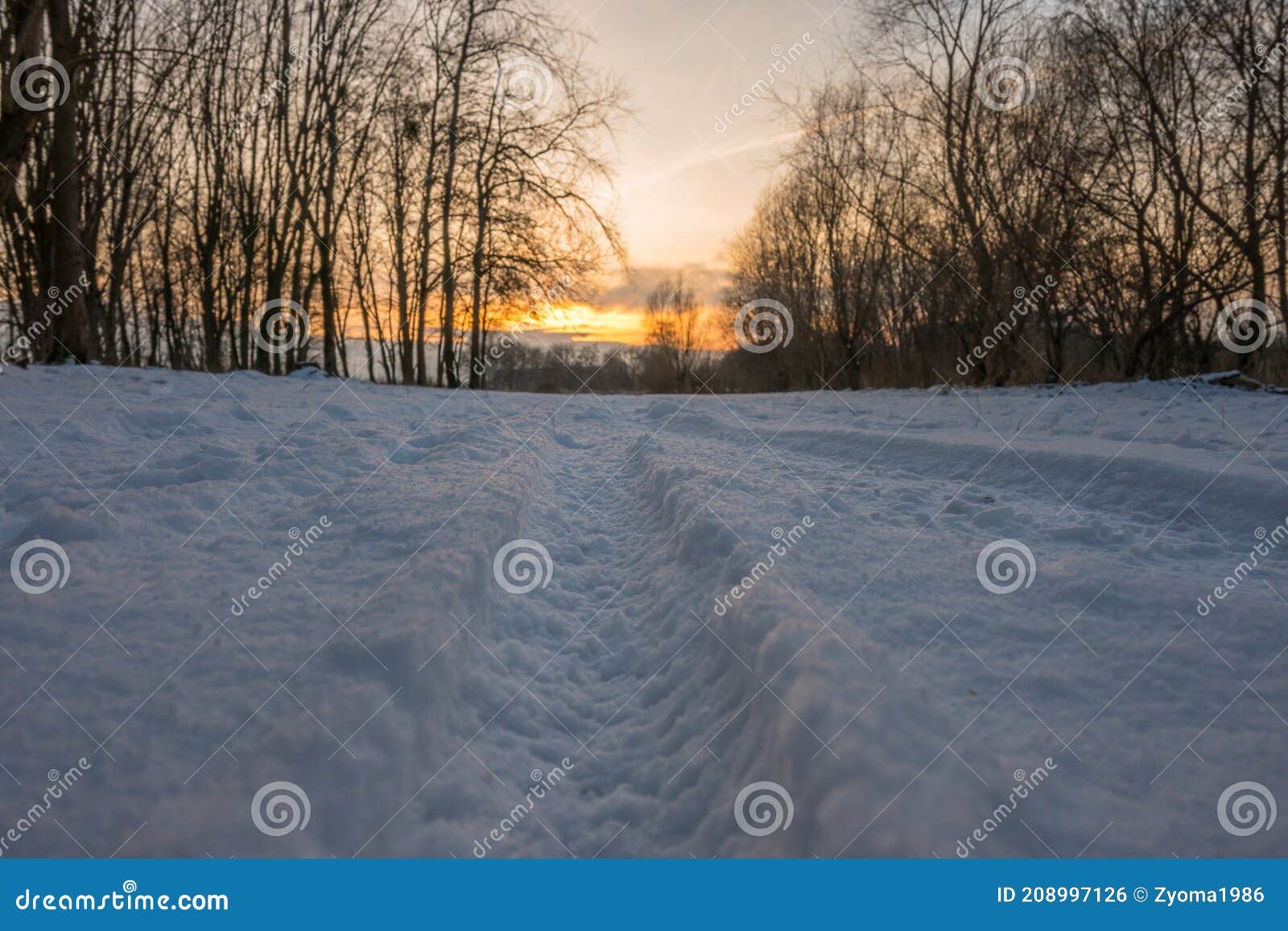 Freeze Landscape of the Forest during the Sunset. Trees are Highlighted ...