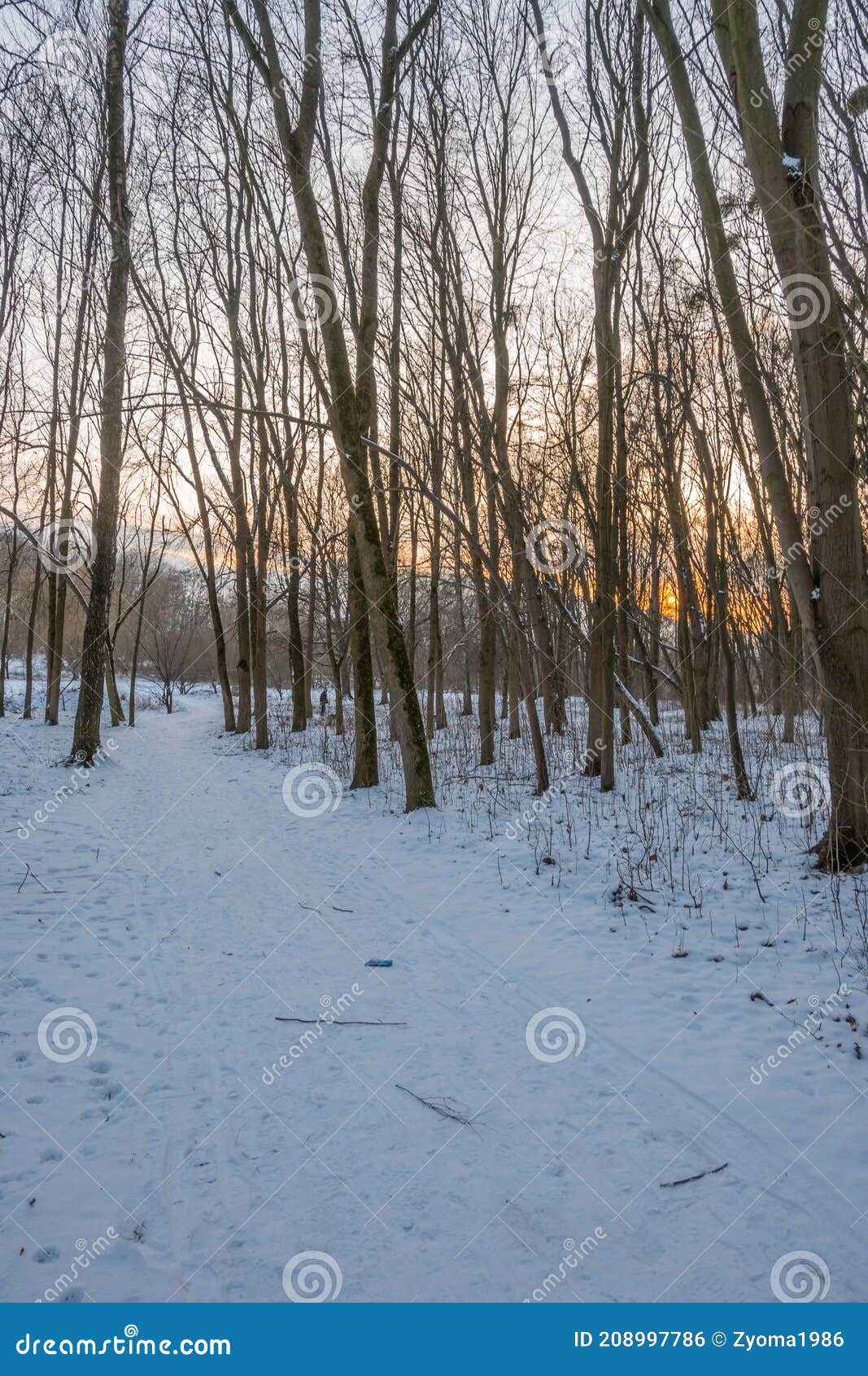 Freeze Landscape of the Forest during the Sunset. Trees are Highlighted ...