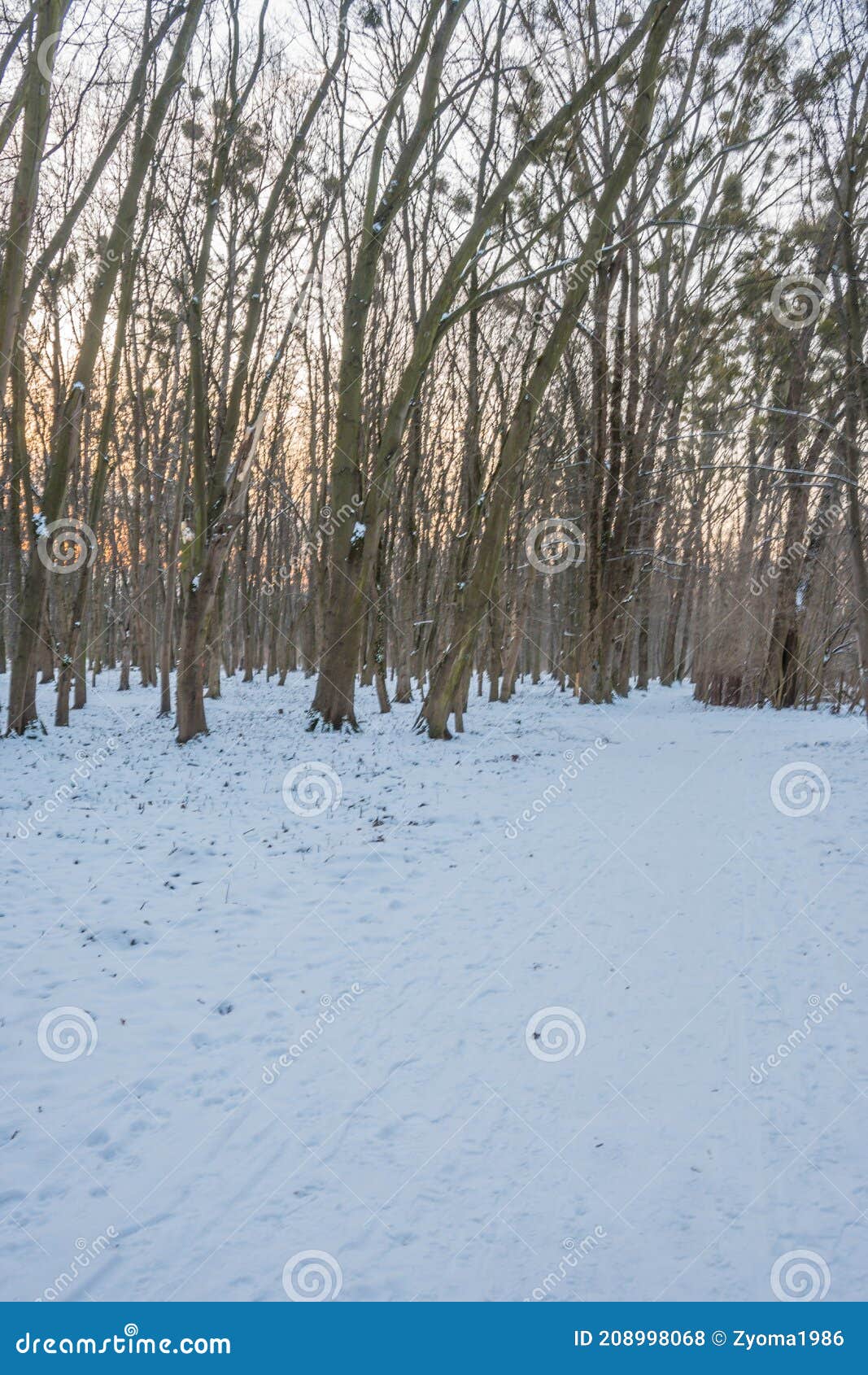 Freeze Landscape of the Forest during the Sunset. Trees are Highlighted ...