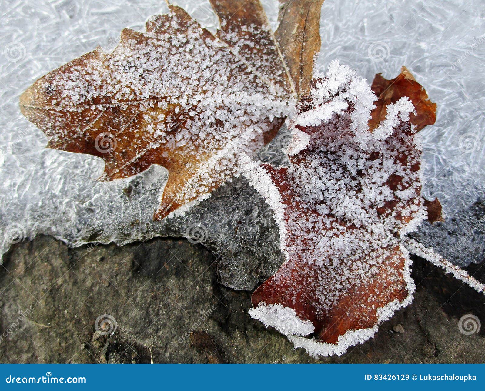 Freeze leaves stock image. Image of nature, leaves, branch - 83426129
