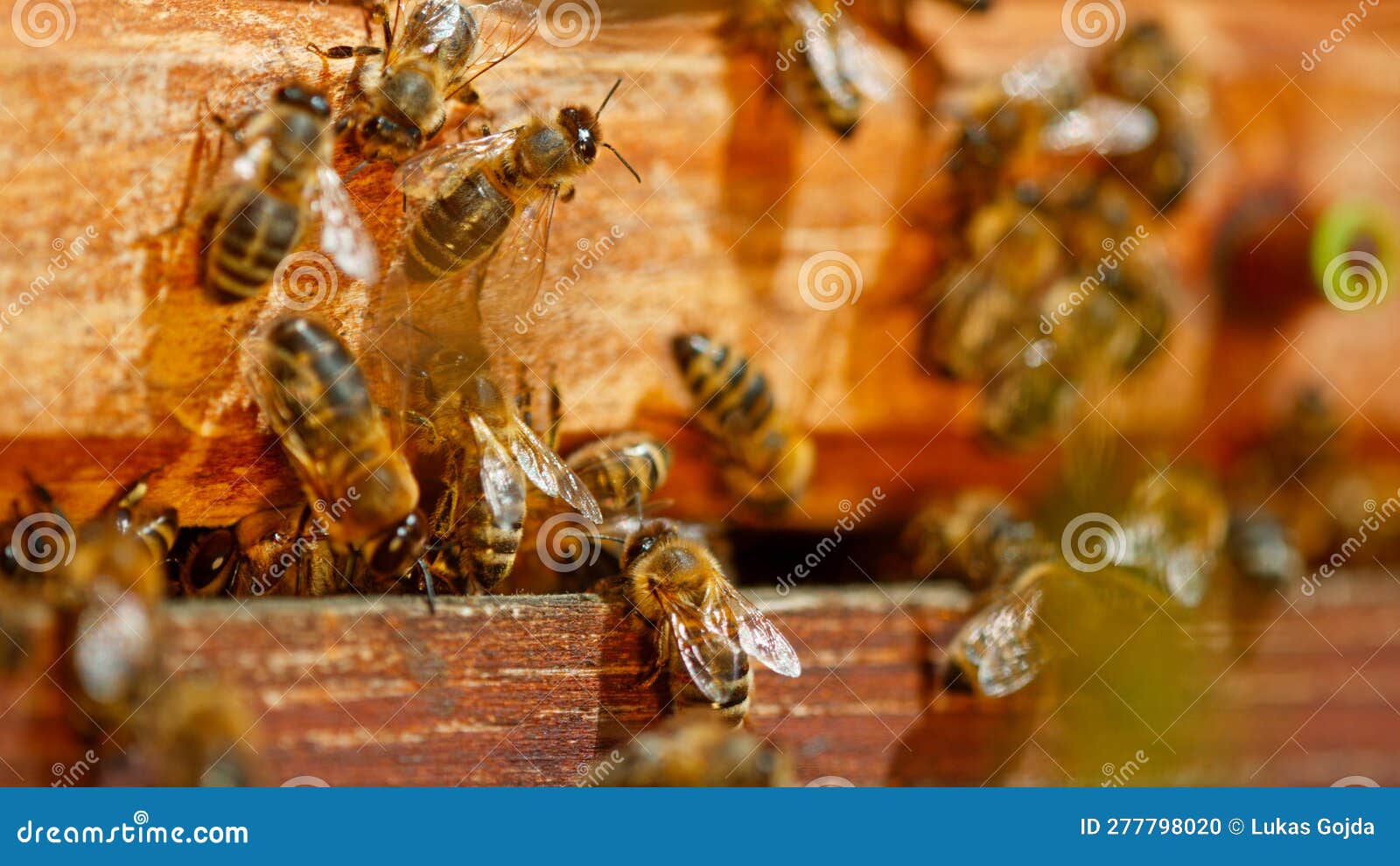 Freeze Motion of Bees Flying in and Out Bee Hive Stock Photo - Image of ...
