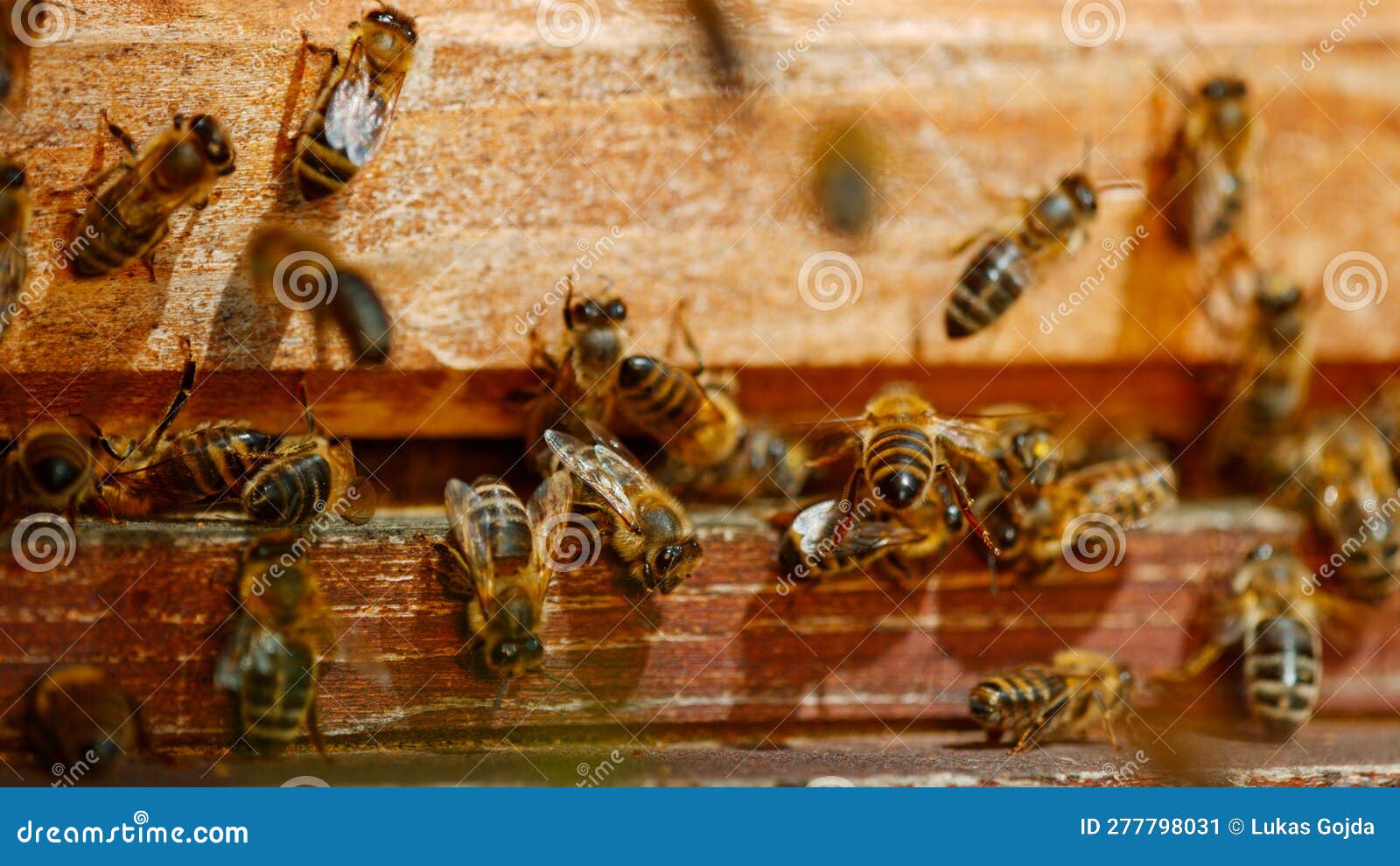 Freeze Motion of Bees Flying in and Out Bee Hive Stock Image - Image of ...