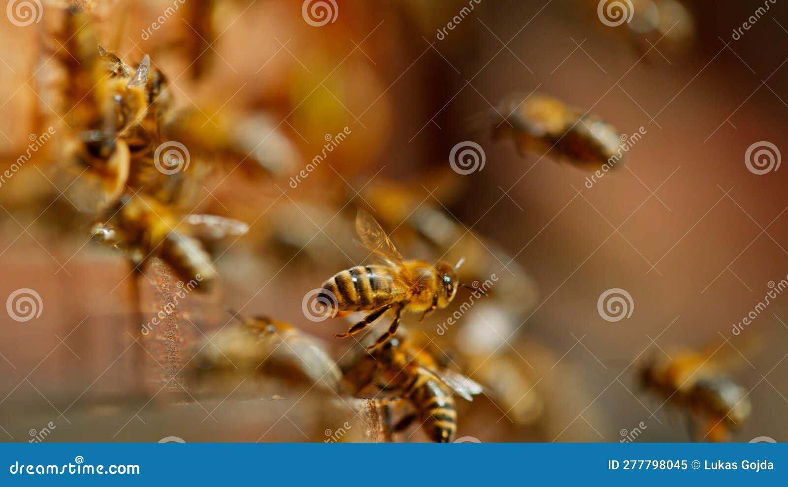Freeze Motion of Bees Flying in and Out Bee Hive Stock Image - Image of ...