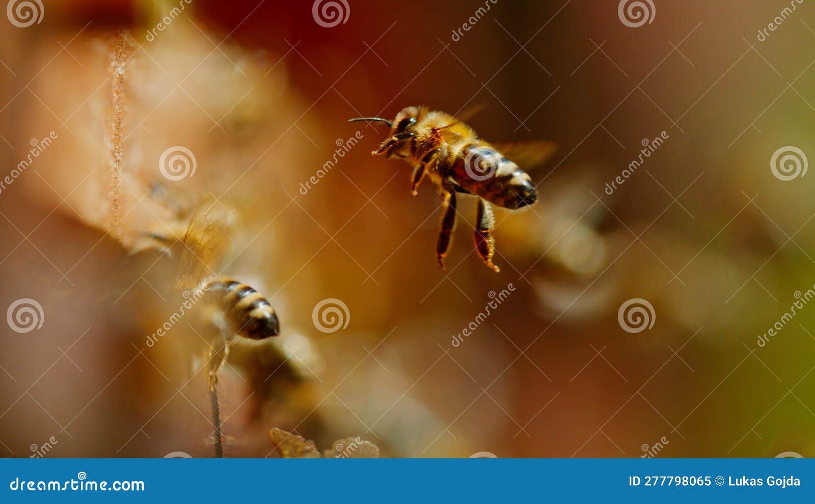 Freeze Motion of Bees Flying in and Out Bee Hive Stock Image - Image of ...