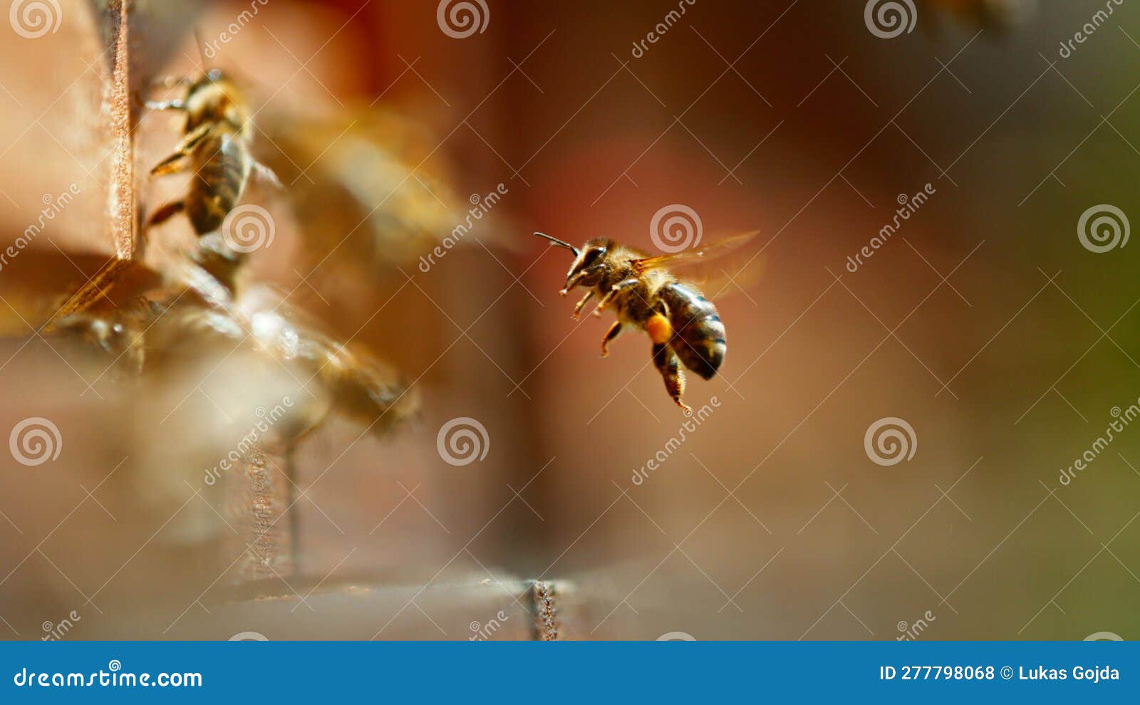 Freeze Motion of Bees Flying in and Out Bee Hive Stock Photo - Image of ...