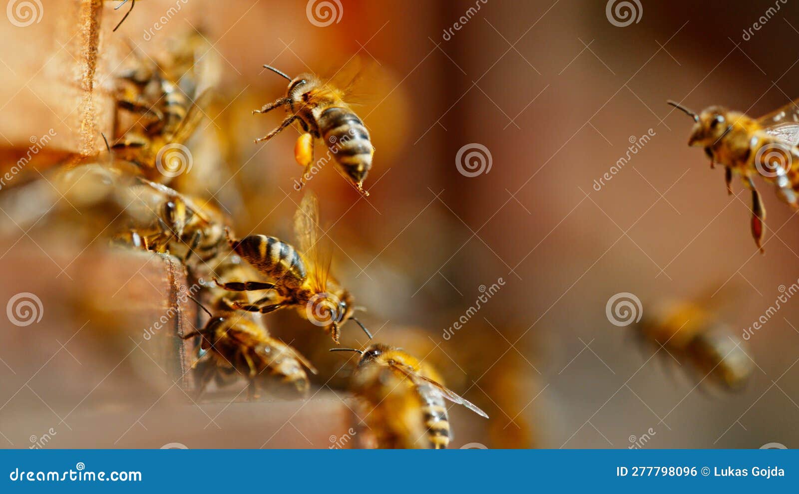 Freeze Motion of Bees Flying in and Out Bee Hive Stock Photo - Image of ...
