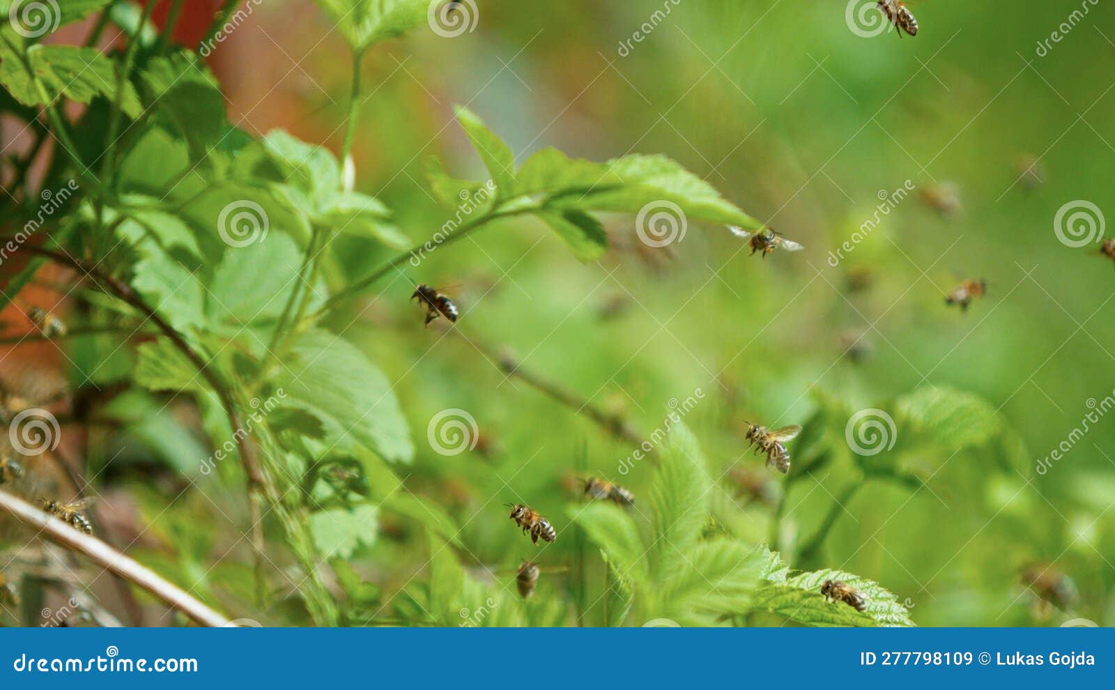 Freeze Motion of Bees Flying in and Out Bee Hive Stock Image - Image of ...
