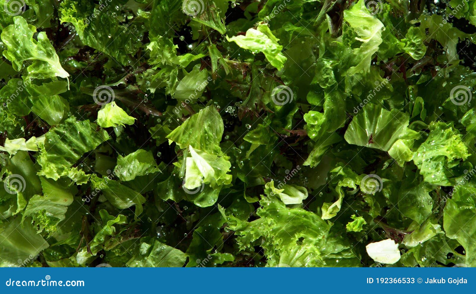 Freeze Motion of Flying Fresh Lettuce Mix Stock Image - Image of ...