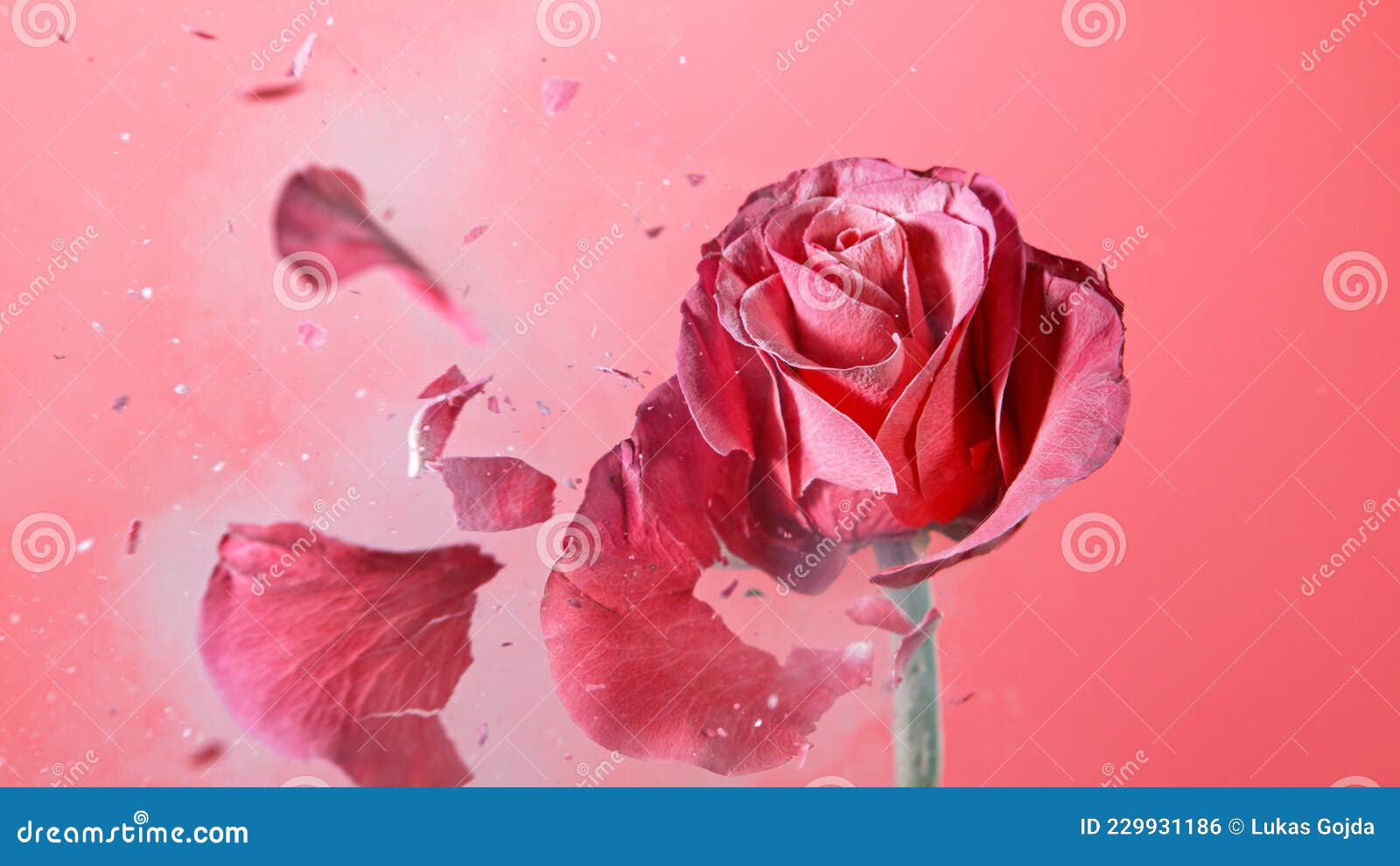 Freeze Motion of Red Rose Frozen and Exploding. Stock Photo - Image of ...
