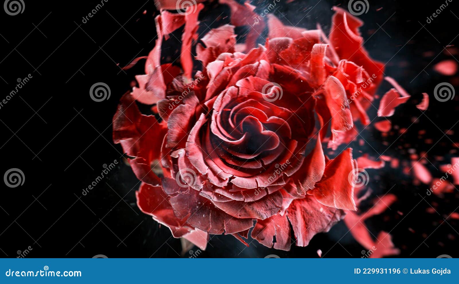 Freeze Motion of Red Rose Frozen and Exploding. Stock Photo - Image of ...
