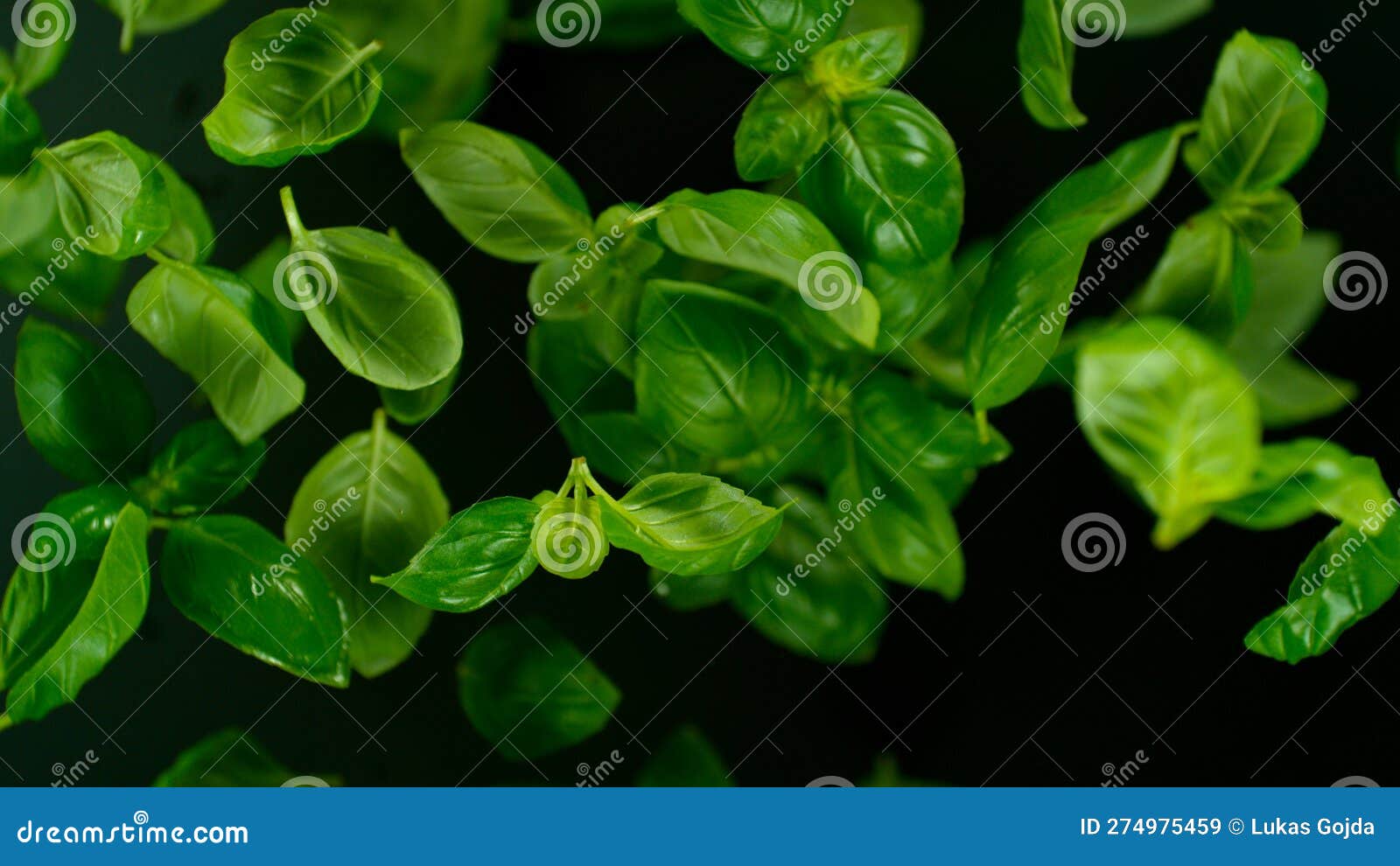 Freeze Motion Shot of Flying Fresh Basil Stock Image - Image of salty ...