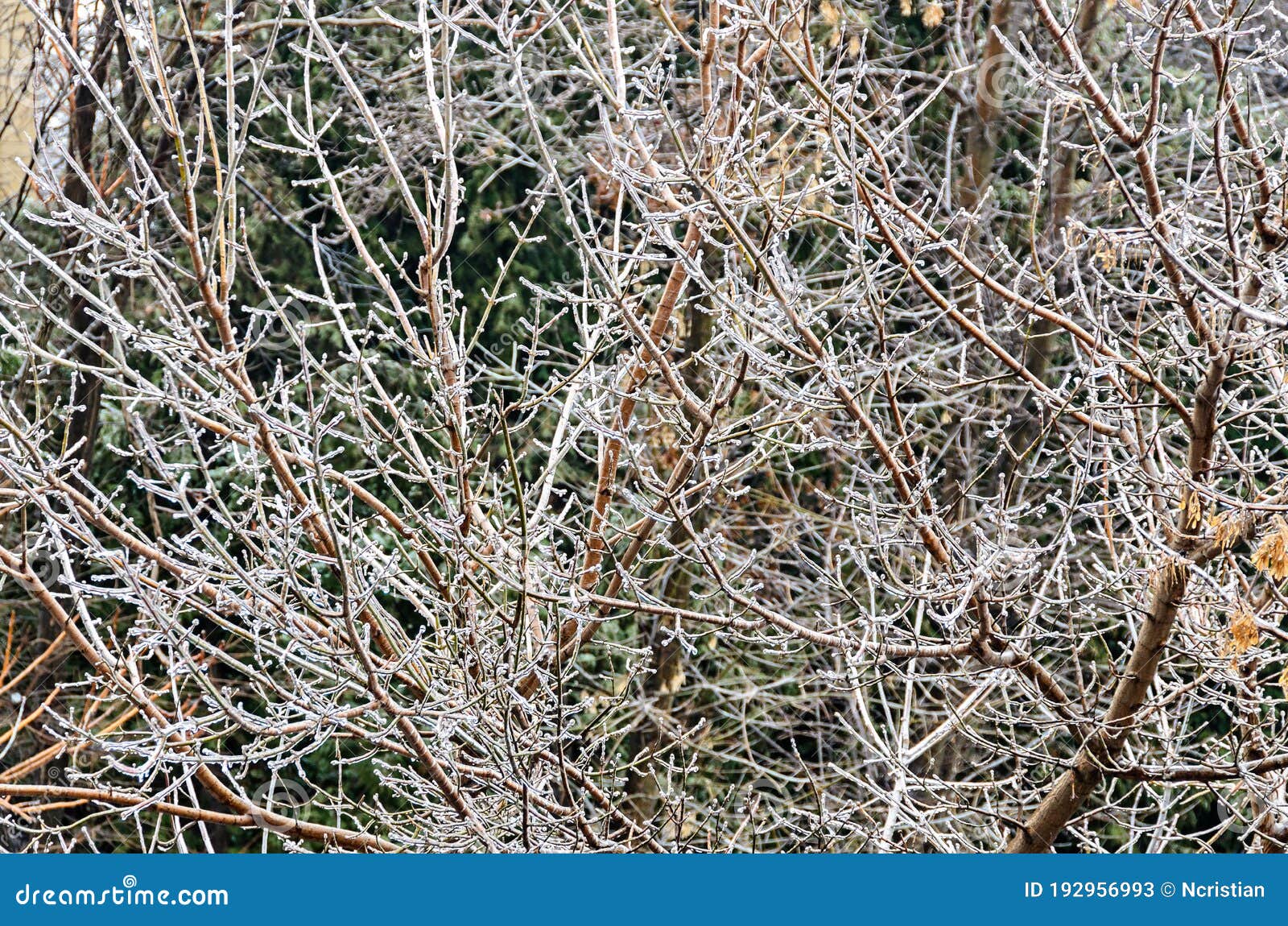 Freeze Rain, Trees Branches Covered by Deep Ice Stock Image - Image of ...