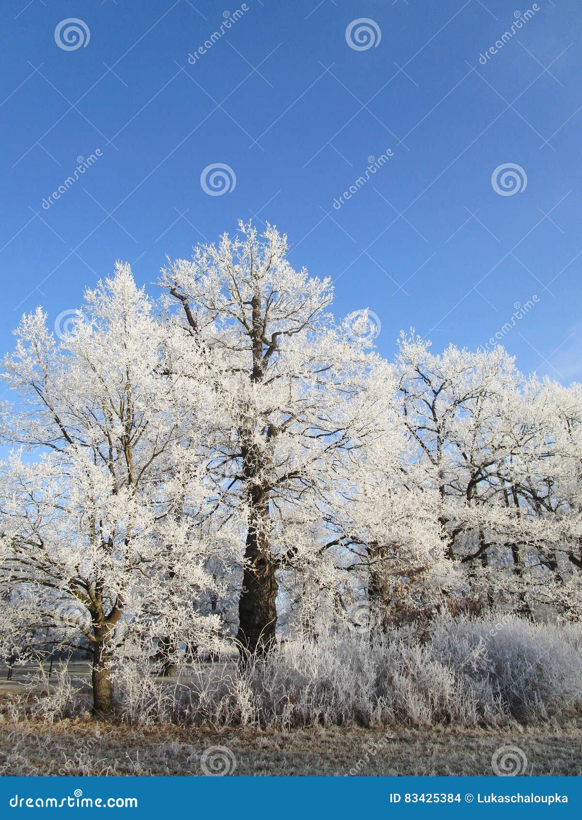 Freeze trees stock photo. Image of tree, freeze, frost - 83425384