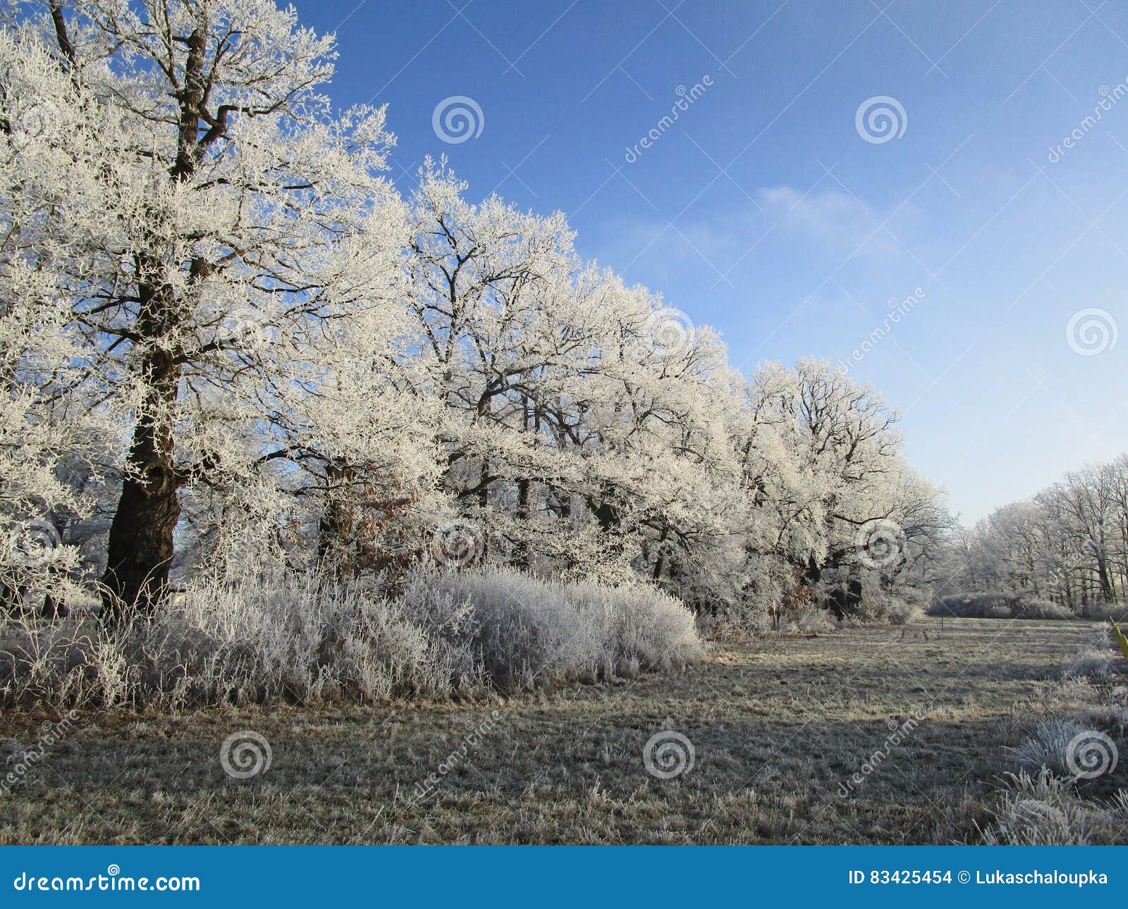 Freeze trees stock photo. Image of snowy, winter, weather - 83425454