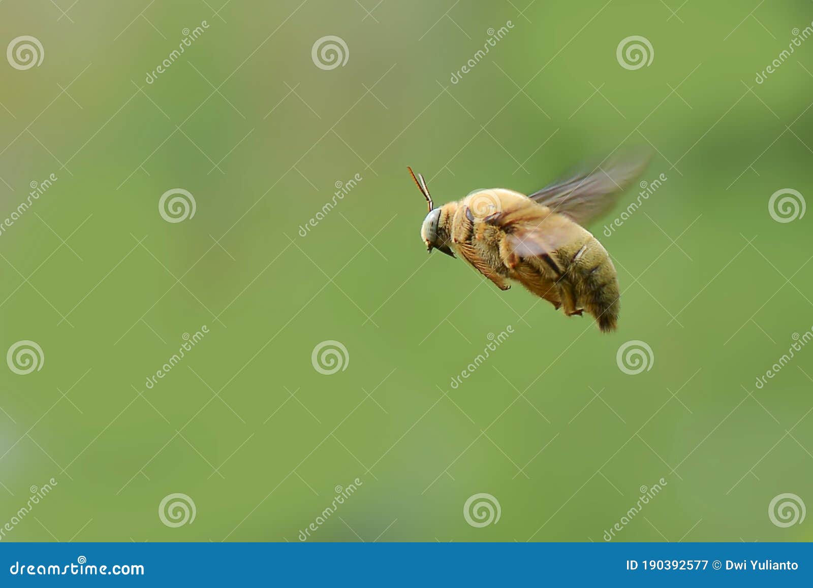 Freezing bee stock image. Image of color, summer, bees - 190392577