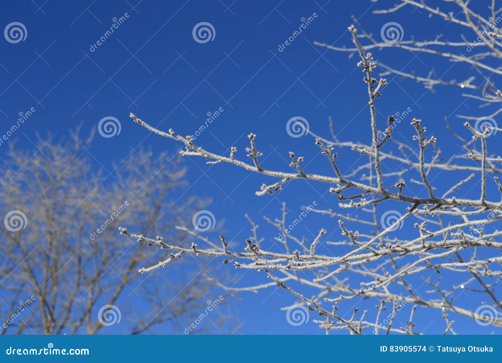 Freezing branch of tree stock photo. Image of freezing - 83905574