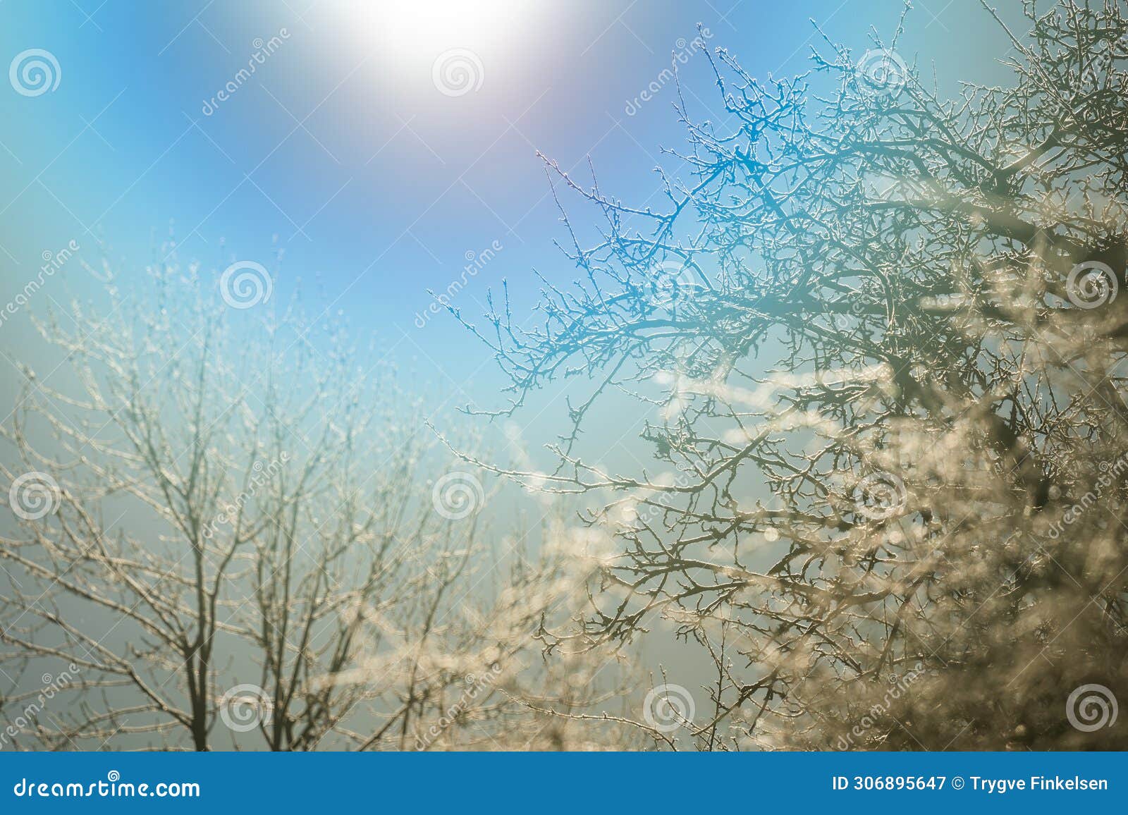 Freezing Cold Trees in a Park at Winter.. Stock Image - Image of ...
