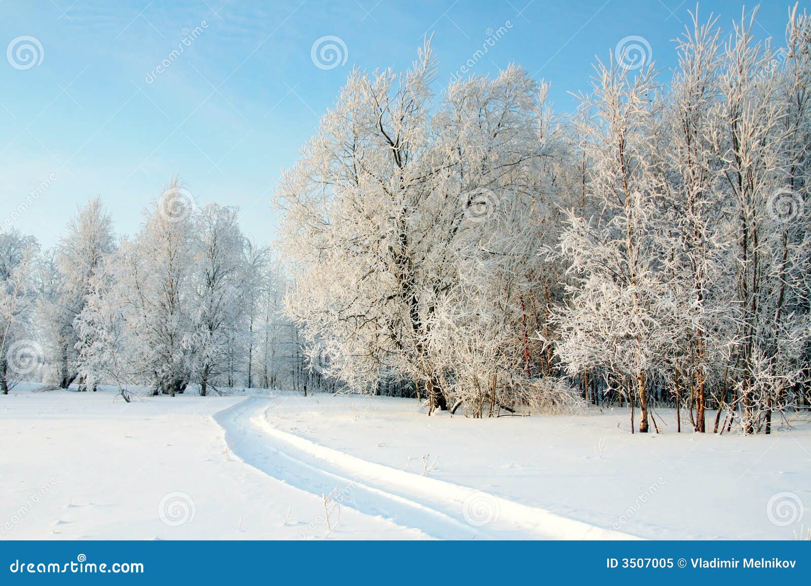 The Freezing day stock image. Image of january, spruce - 3507005