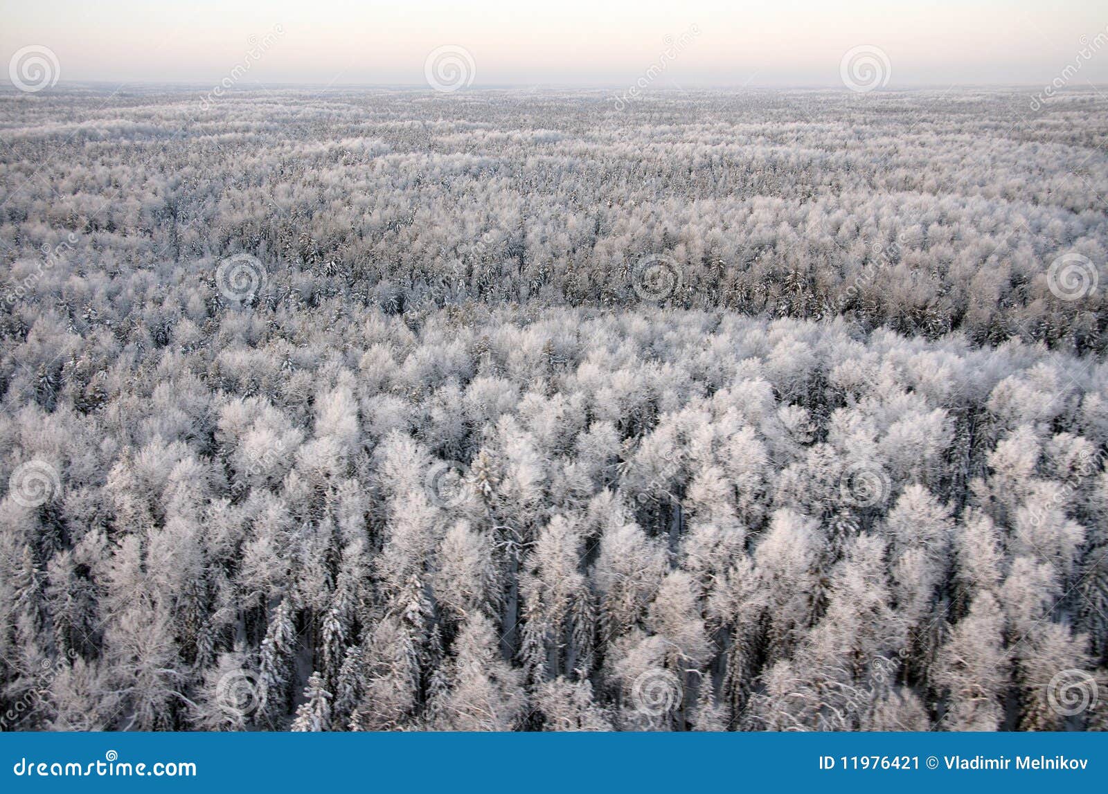 Freezing day in forest stock image. Image of overhand - 11976421